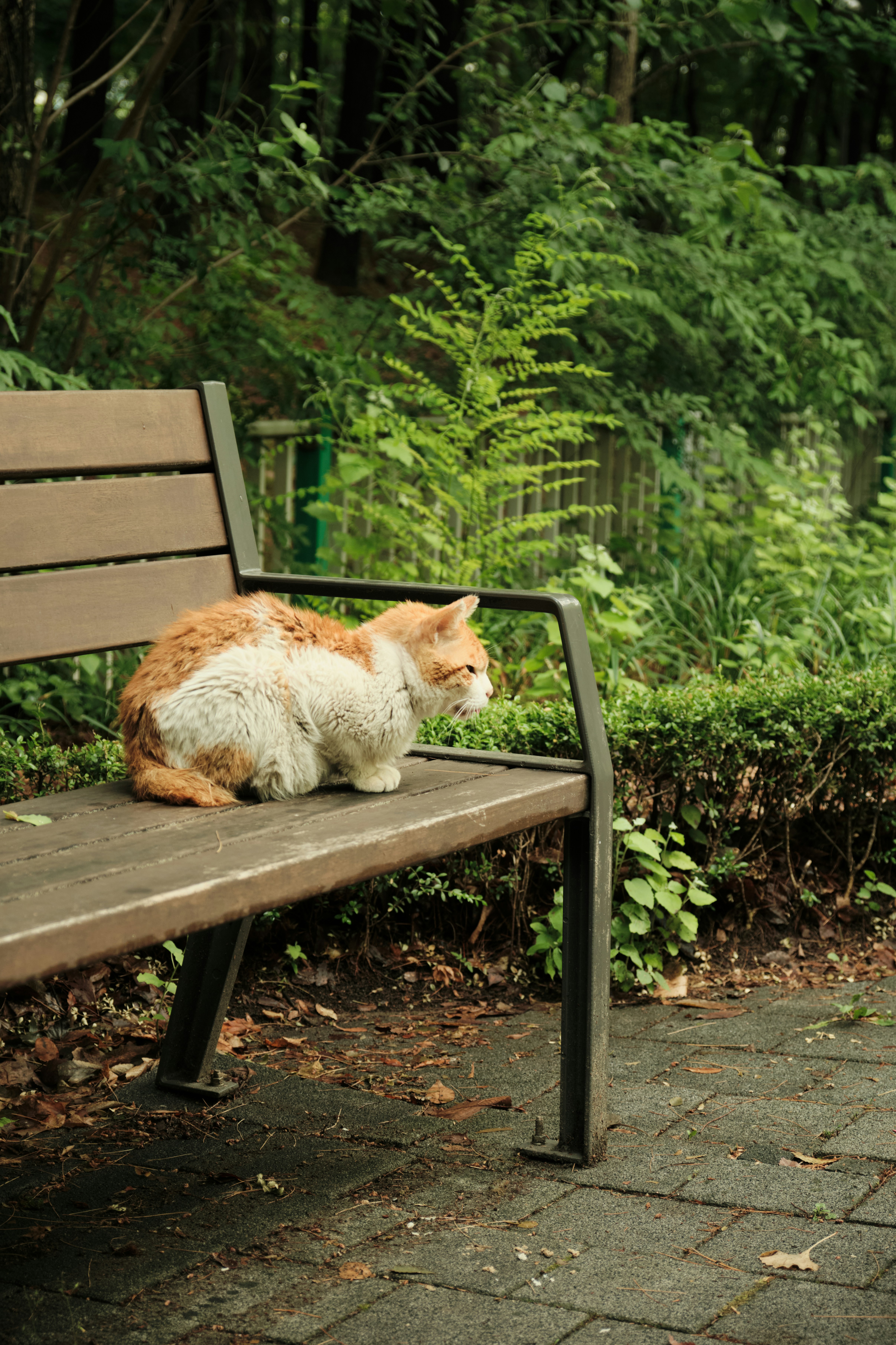 Amber Whiskers on a Park Bench Amid Quiet Greenery