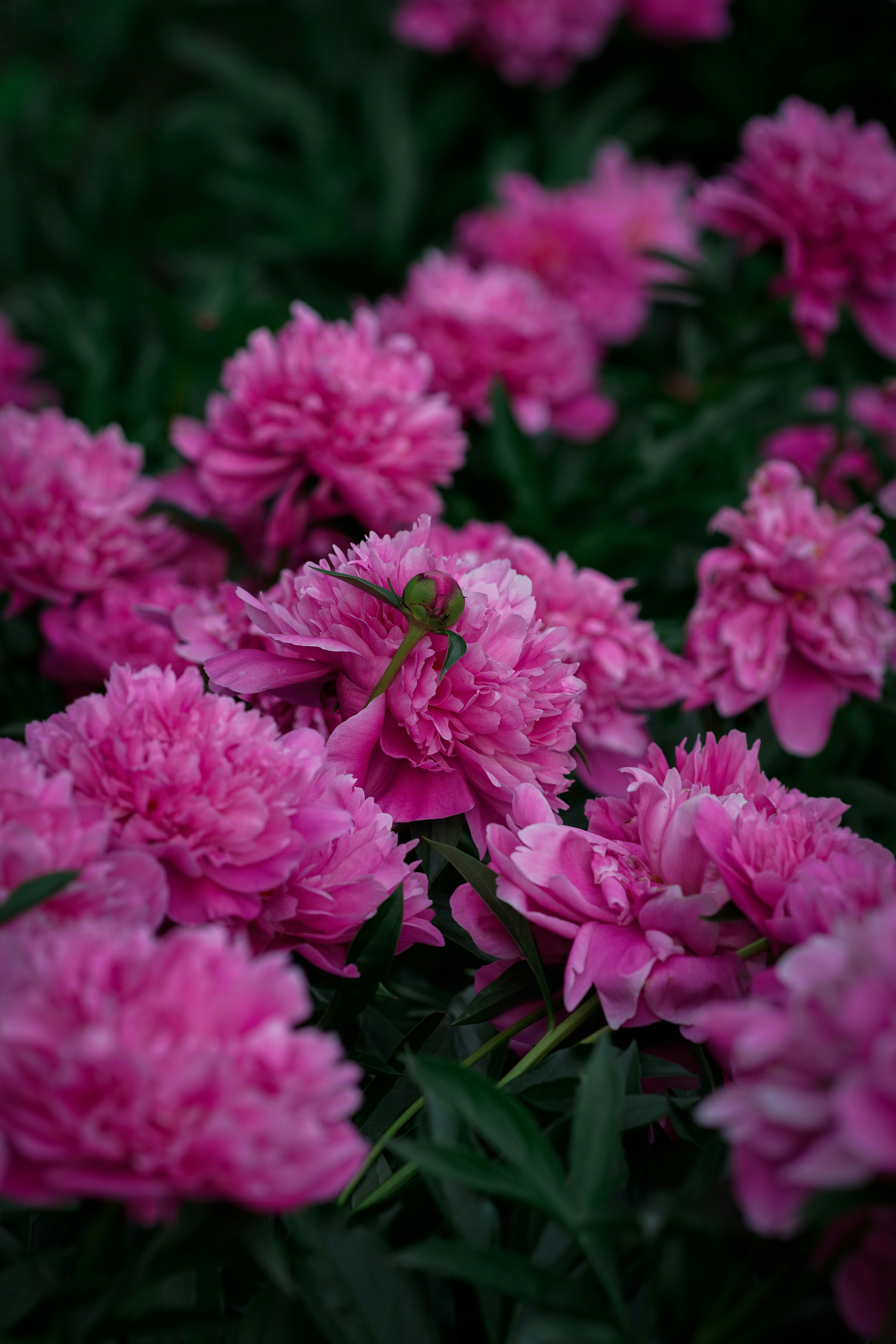 Whispers of Spring: A Floral Embrace