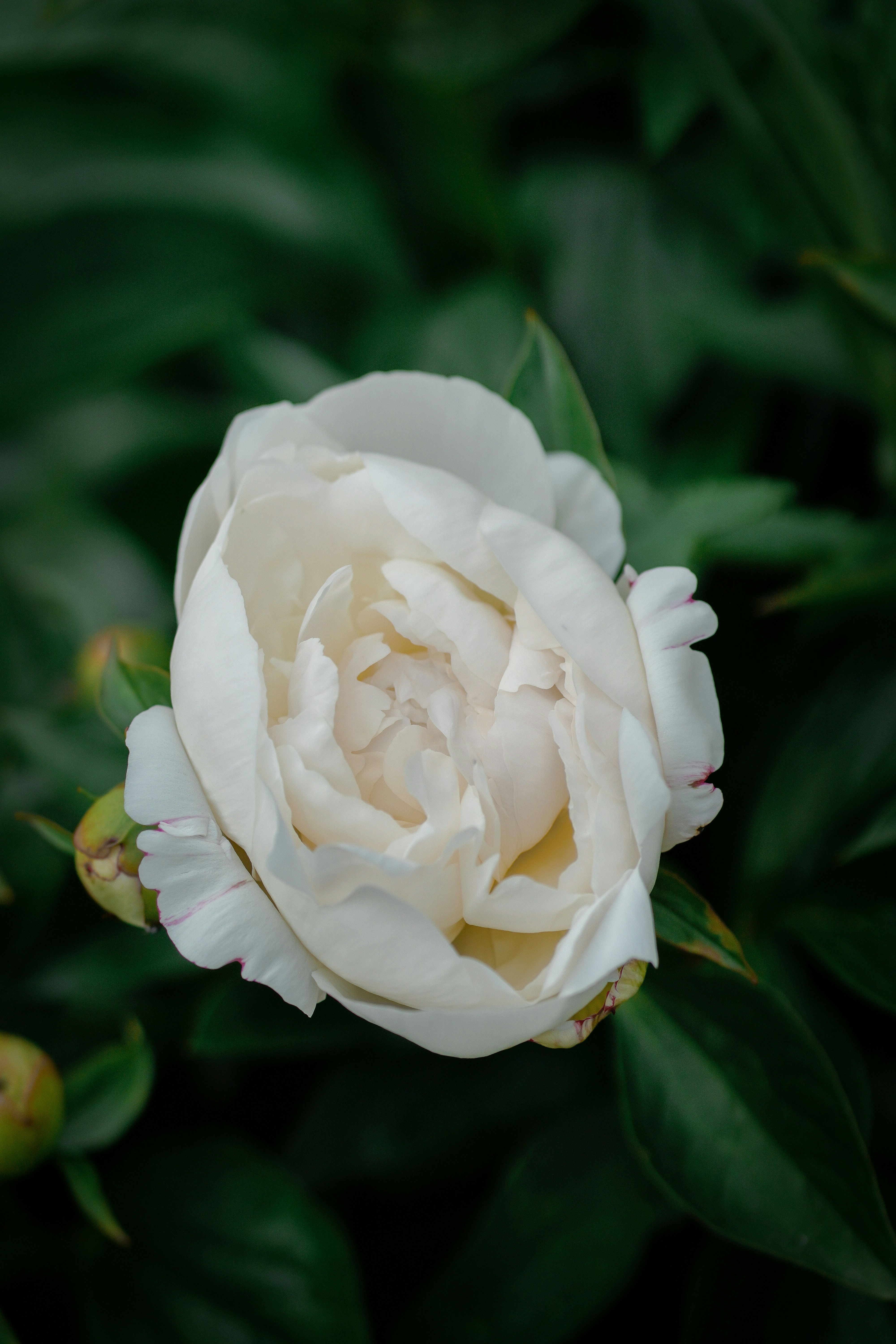 Delicate white peony blossom surrounded by lush green foliage, showcasing its intricate petals and soft texture.