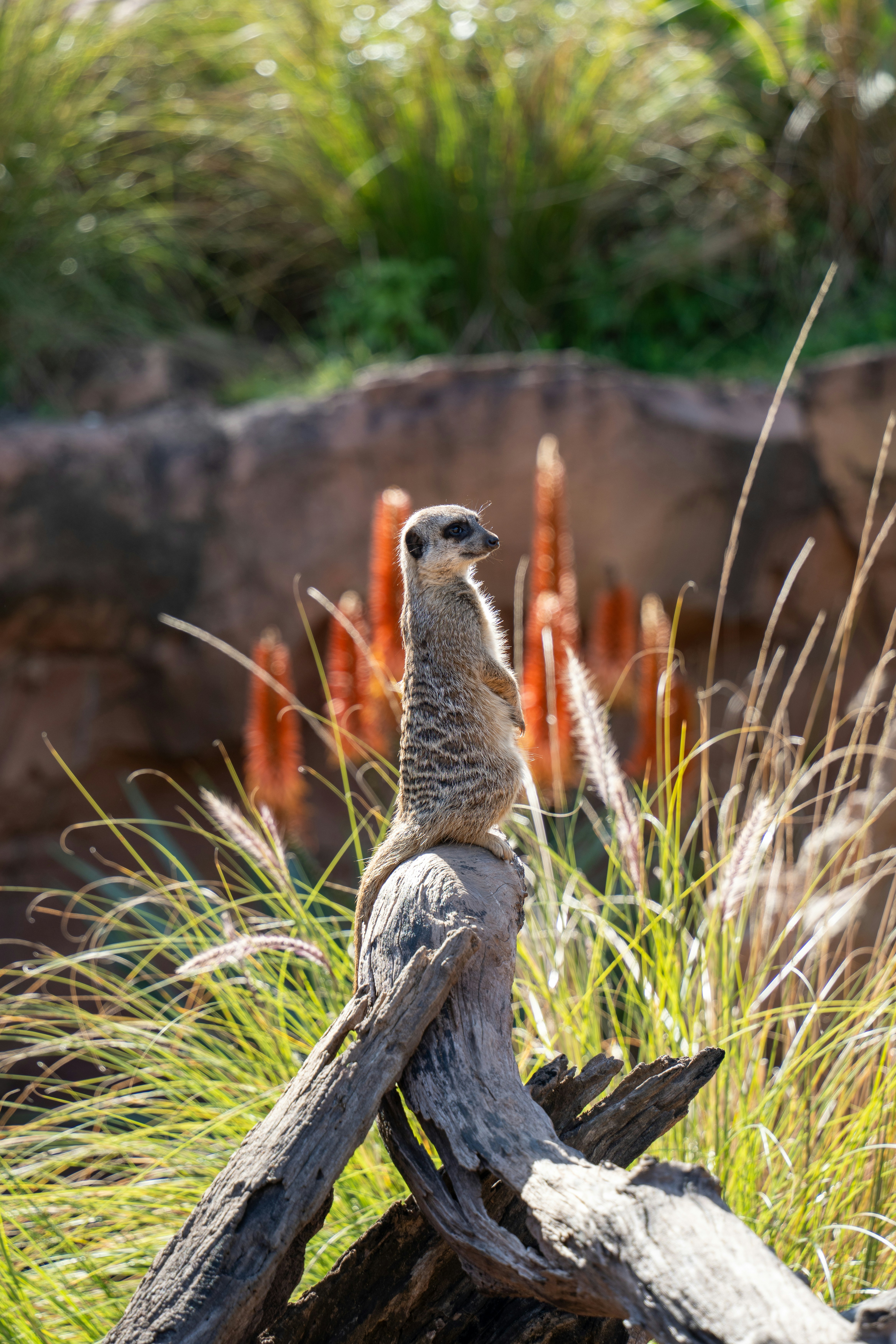 Sentinel on Driftwood: a meerkat surveys sunlit terrain among tall grasses