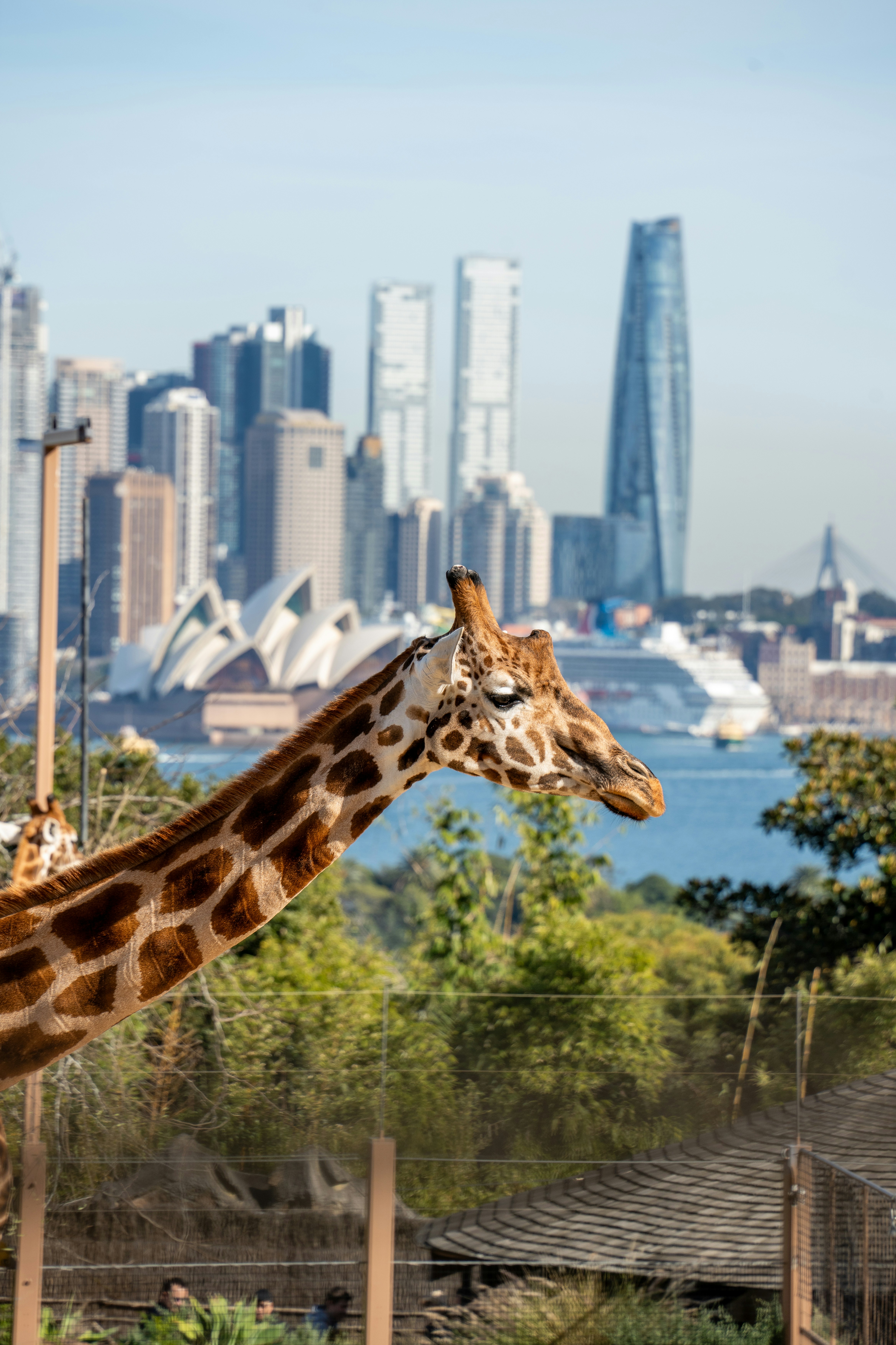 Urban Safari: A Giraffe's Perspective