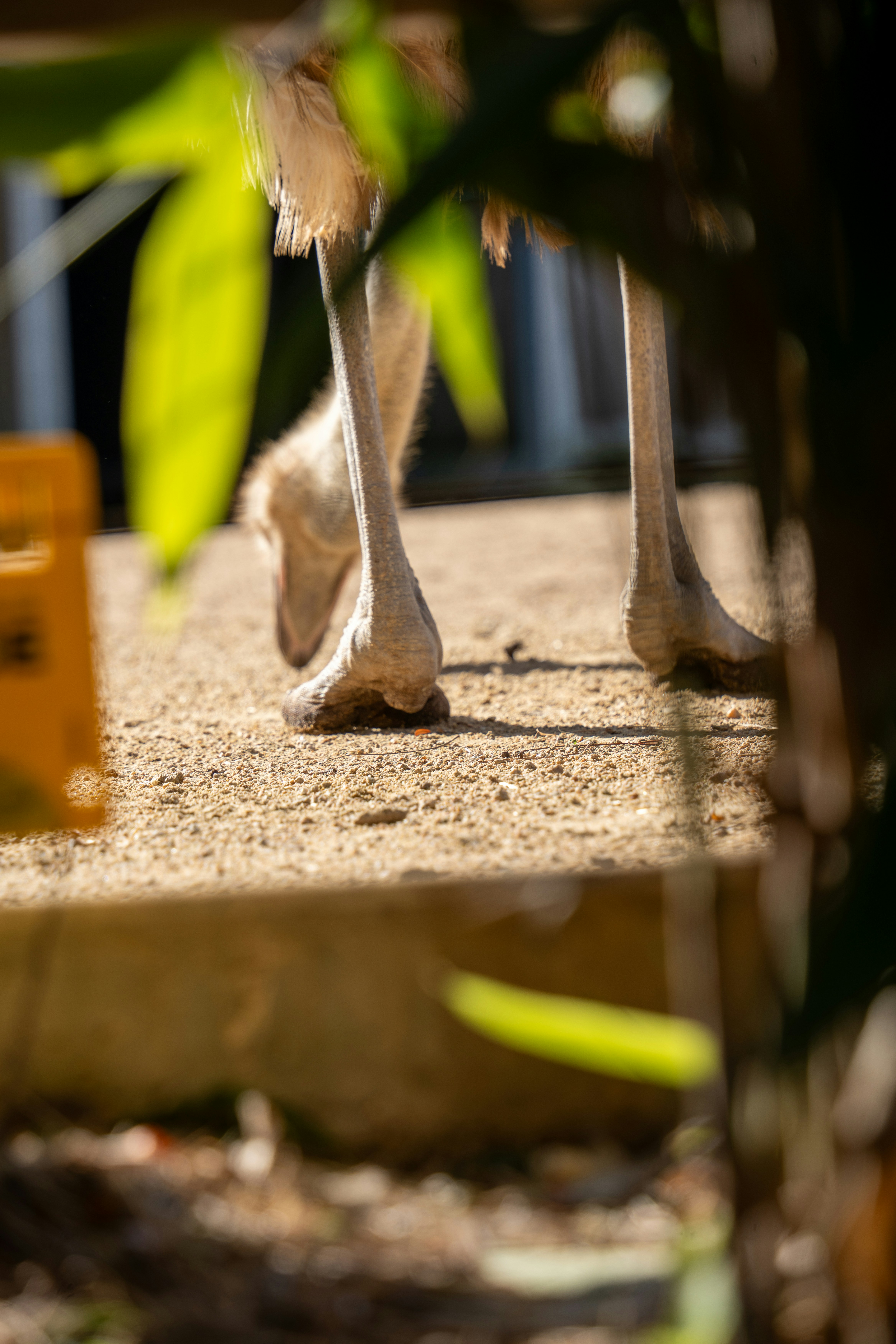 Bottom-Up View of Striding Animal Feet on Sunlit Pavement