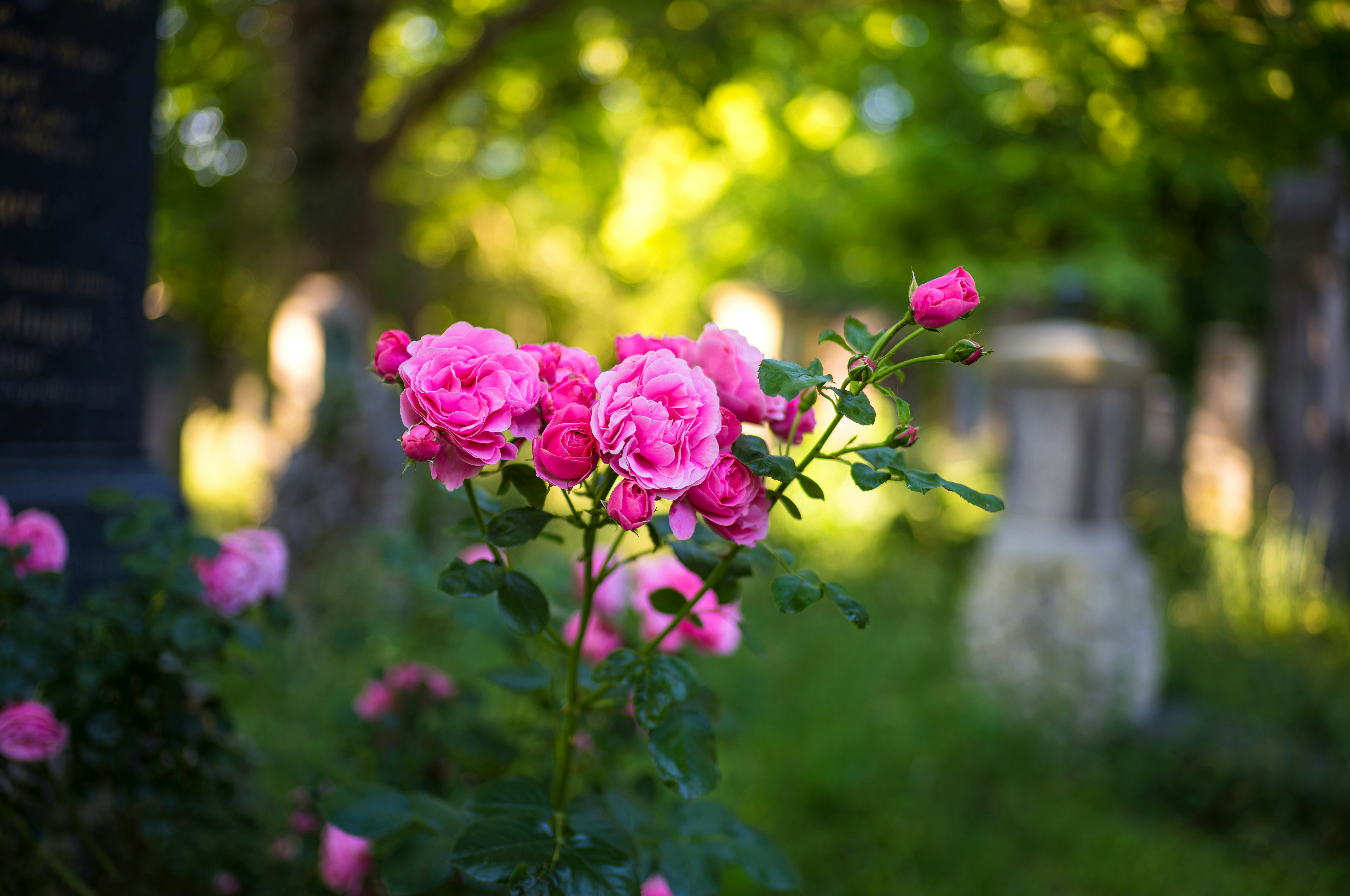 Vibrant pink roses bloom amidst a serene cemetery, surrounded by lush greenery and soft sunlight filtering through the trees.