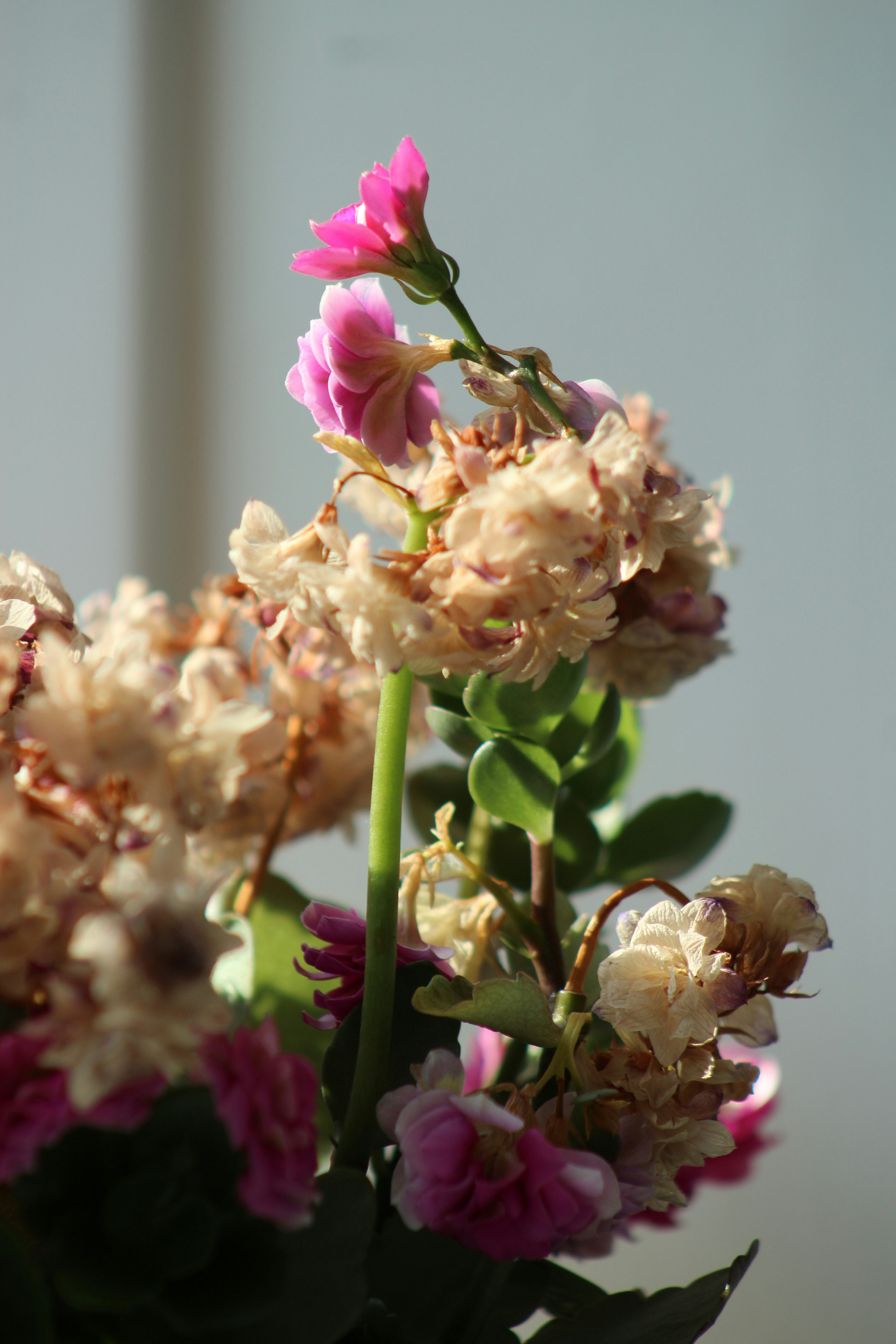 Fading pink flowers in a soft light. photo – Free Flower Image on Unsplash