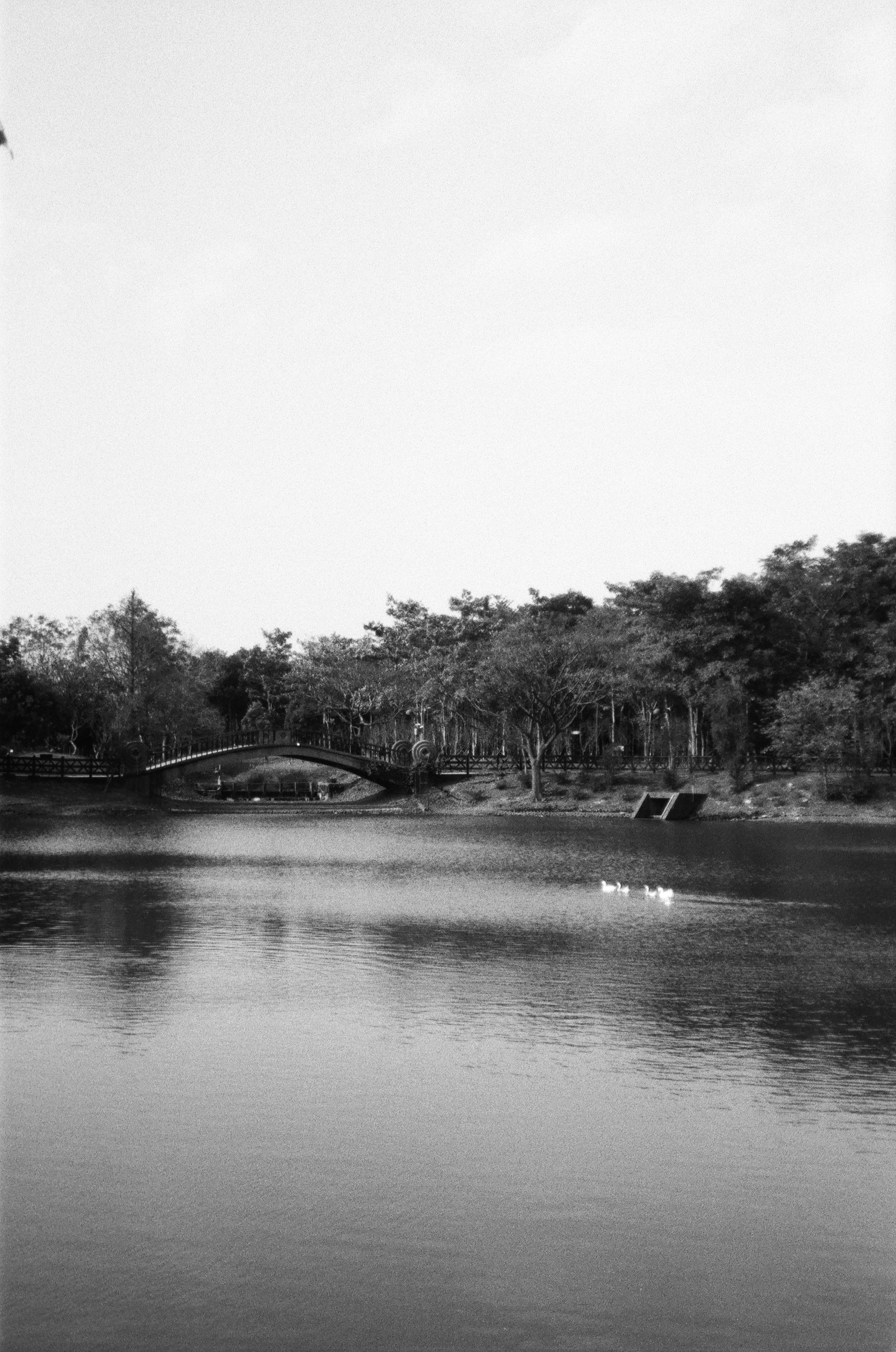 A serene landscape featuring a wooden bridge arching over a calm lake, with ducks gliding across the water and lush trees lining the shore.