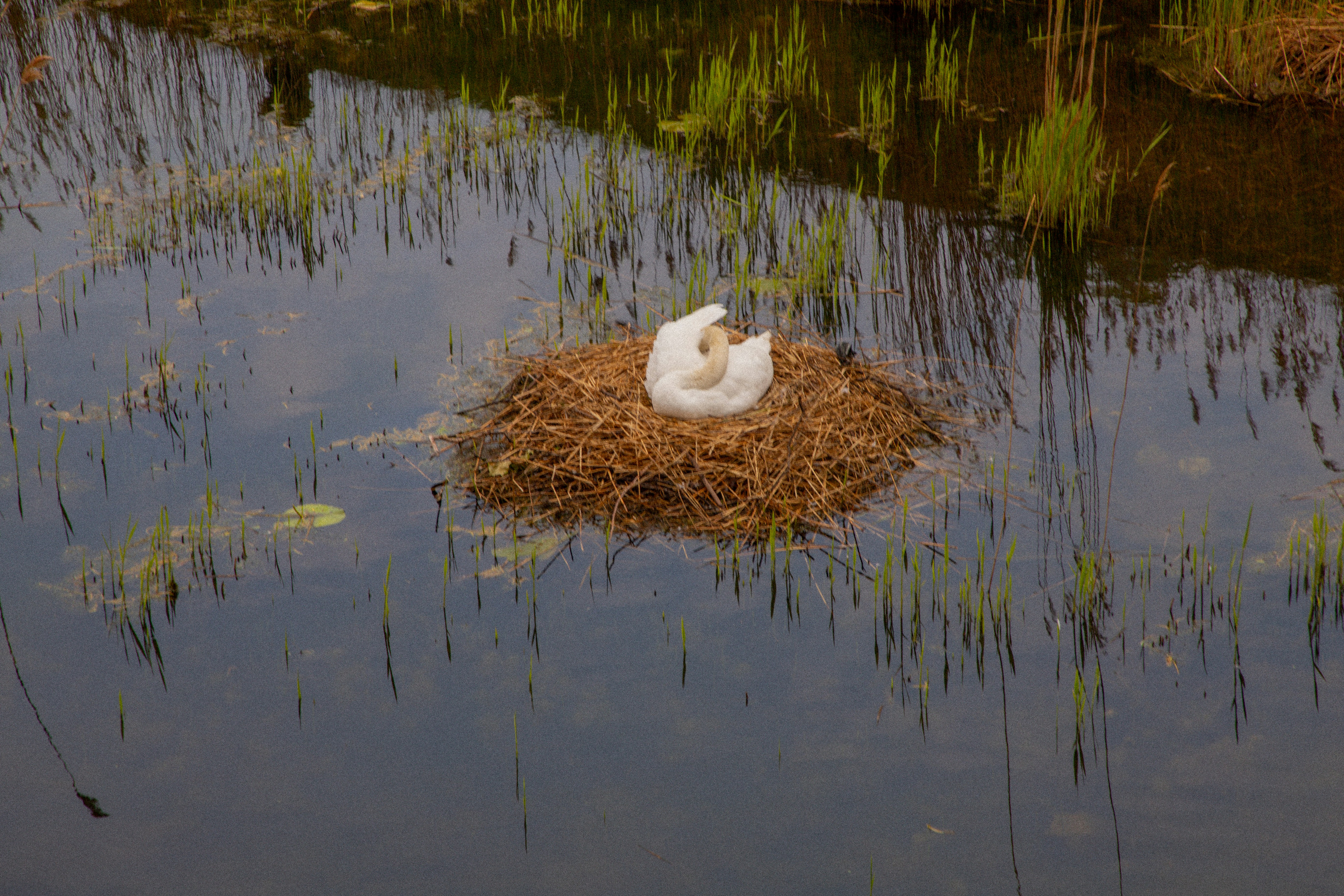 A swan sits on its nest in the water.