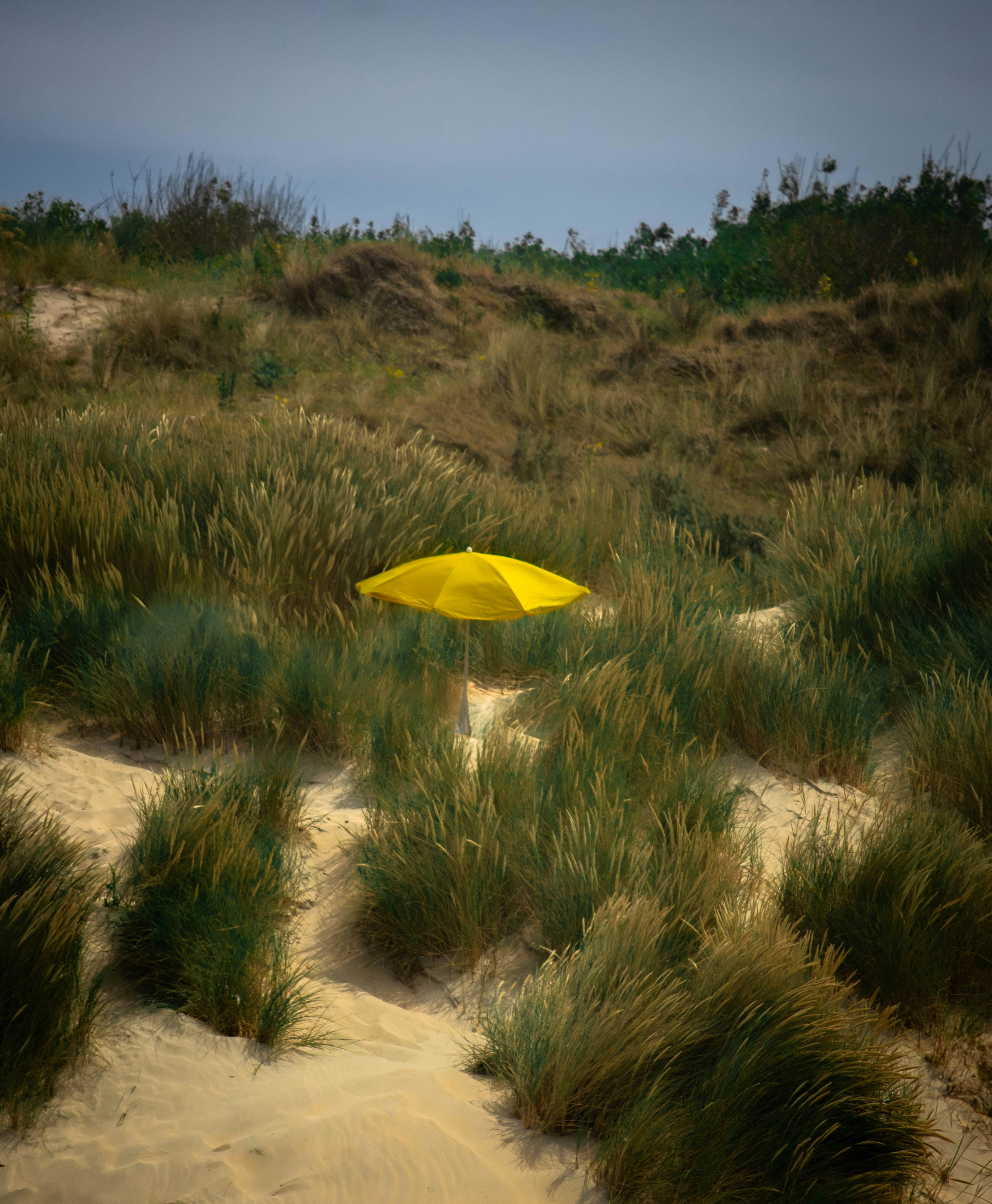Yellow Beacon in a Wind-Swept Dune Meadow