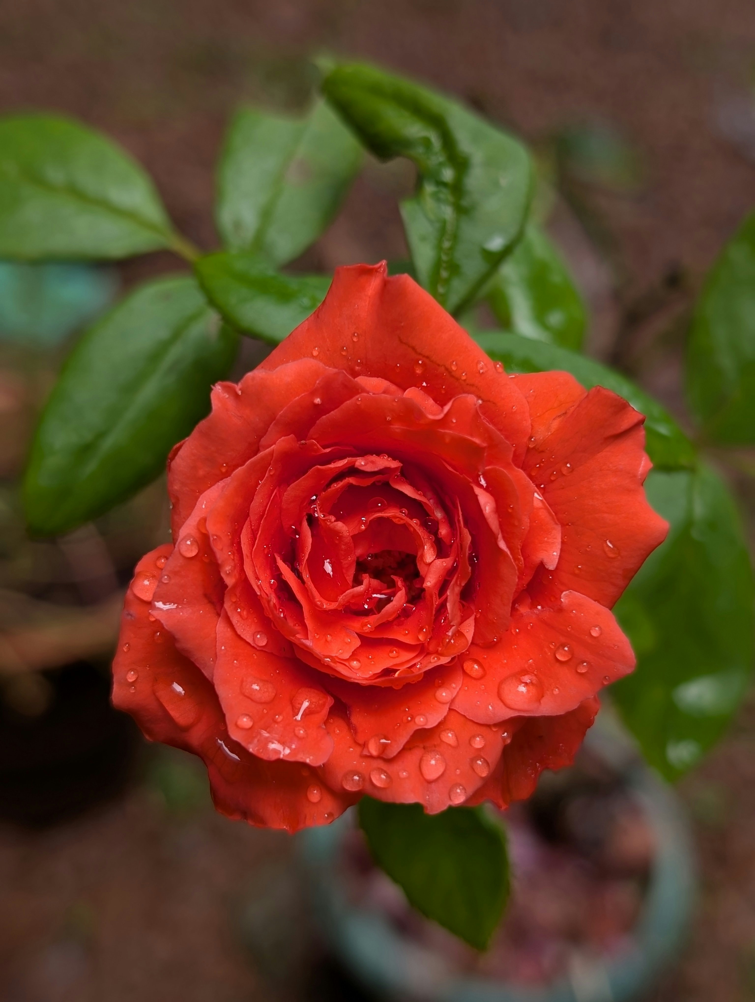 Red rose after a rainy day... | A wet, red rose displays its beauty.