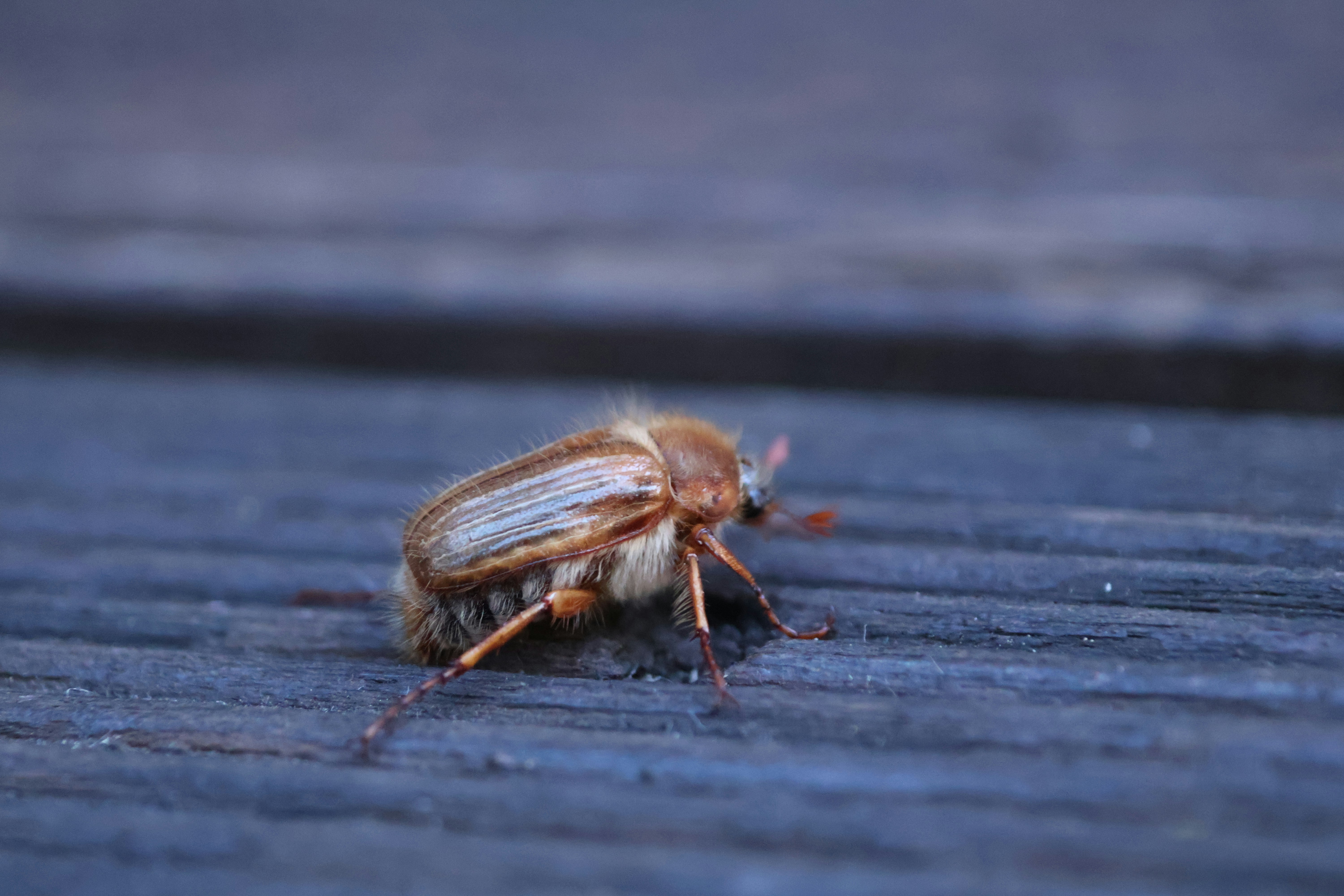 Nature's Tiny Architect: The Beetle's Journey