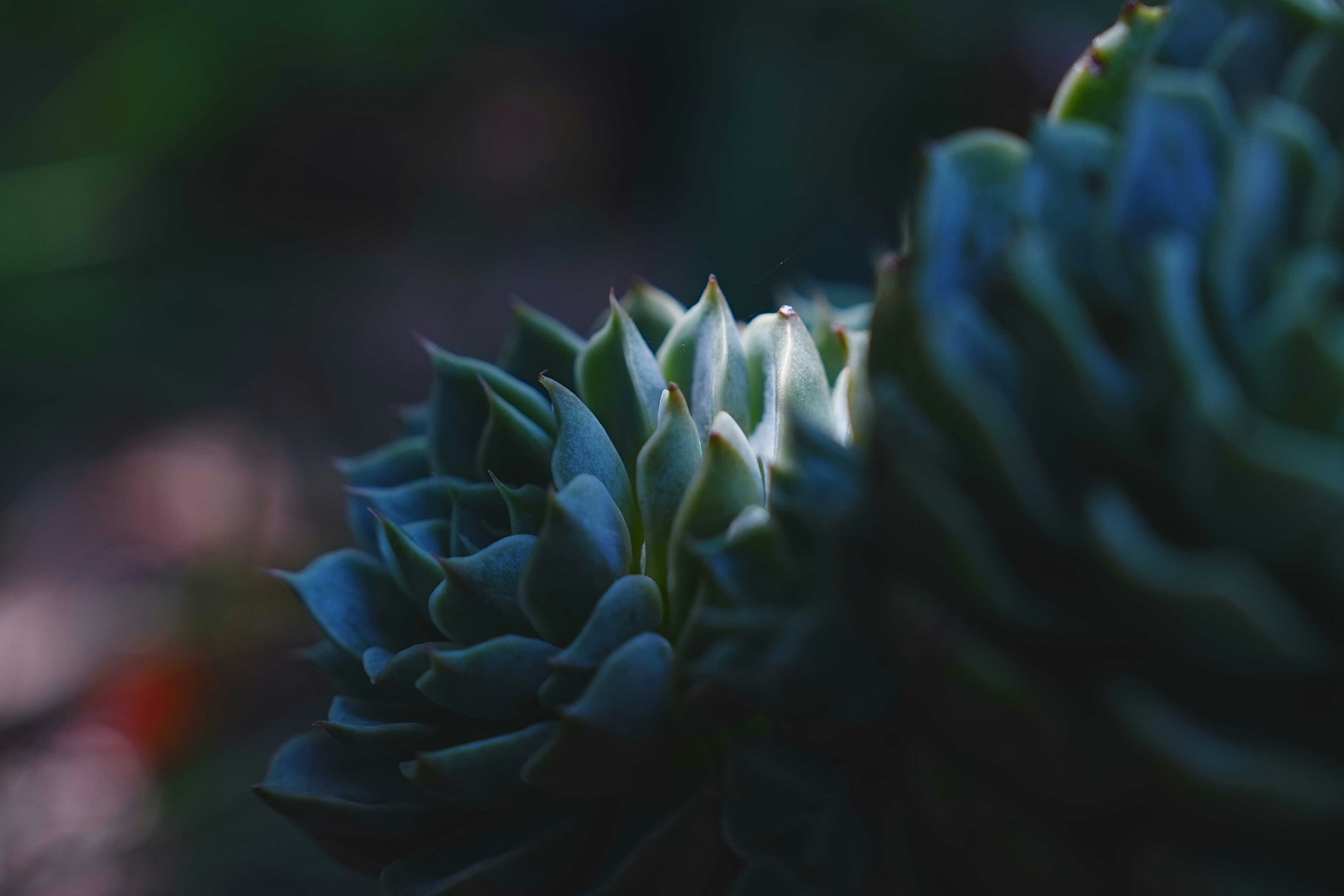succulent plants | Succulents bask in the dim light.