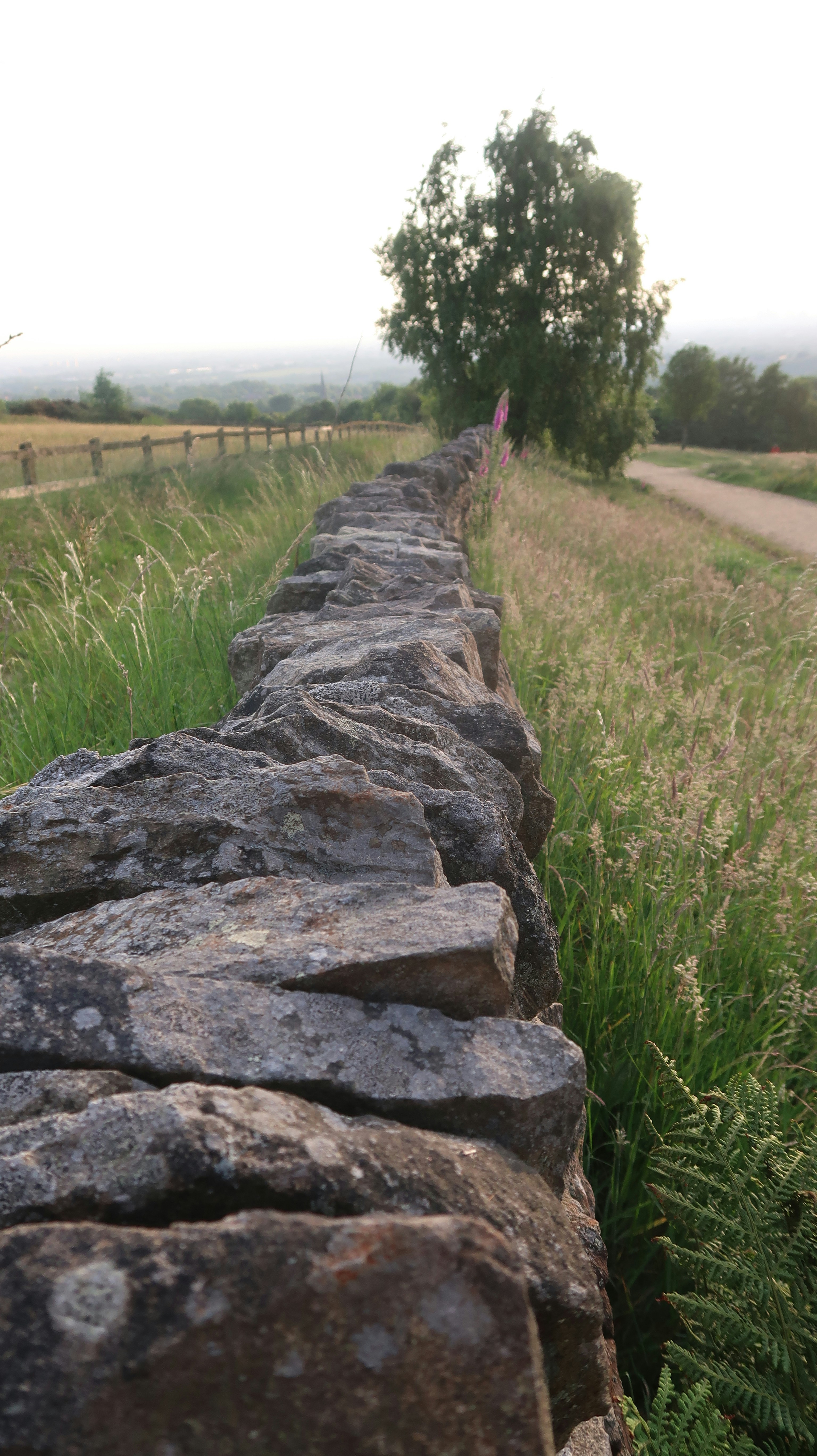 Whispers of Nature: A Stone Pathway Through Time
