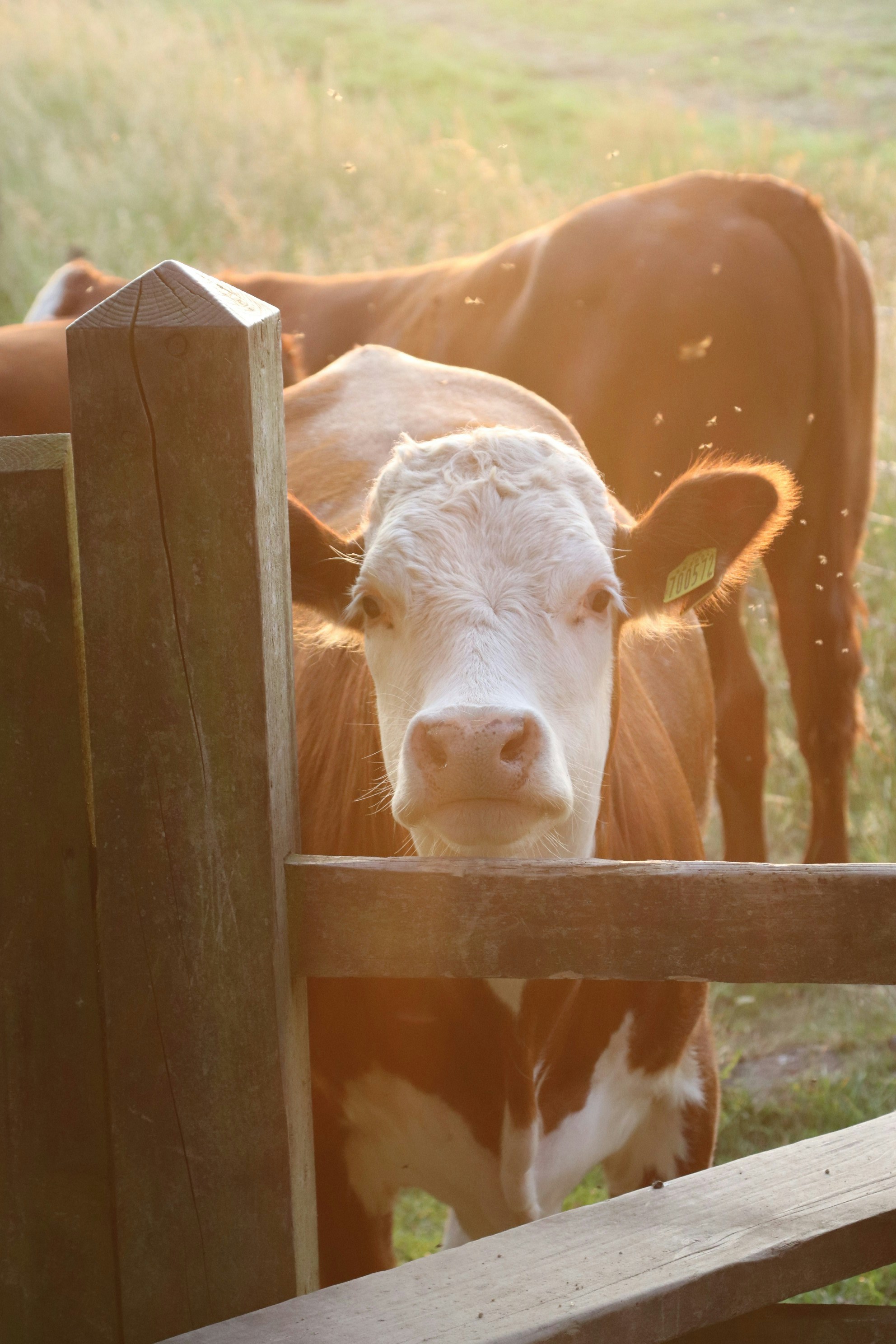 A brown and white cow peering through a wooden fence, illuminated by the soft evening light. The background features blurred silhouettes of other cows.