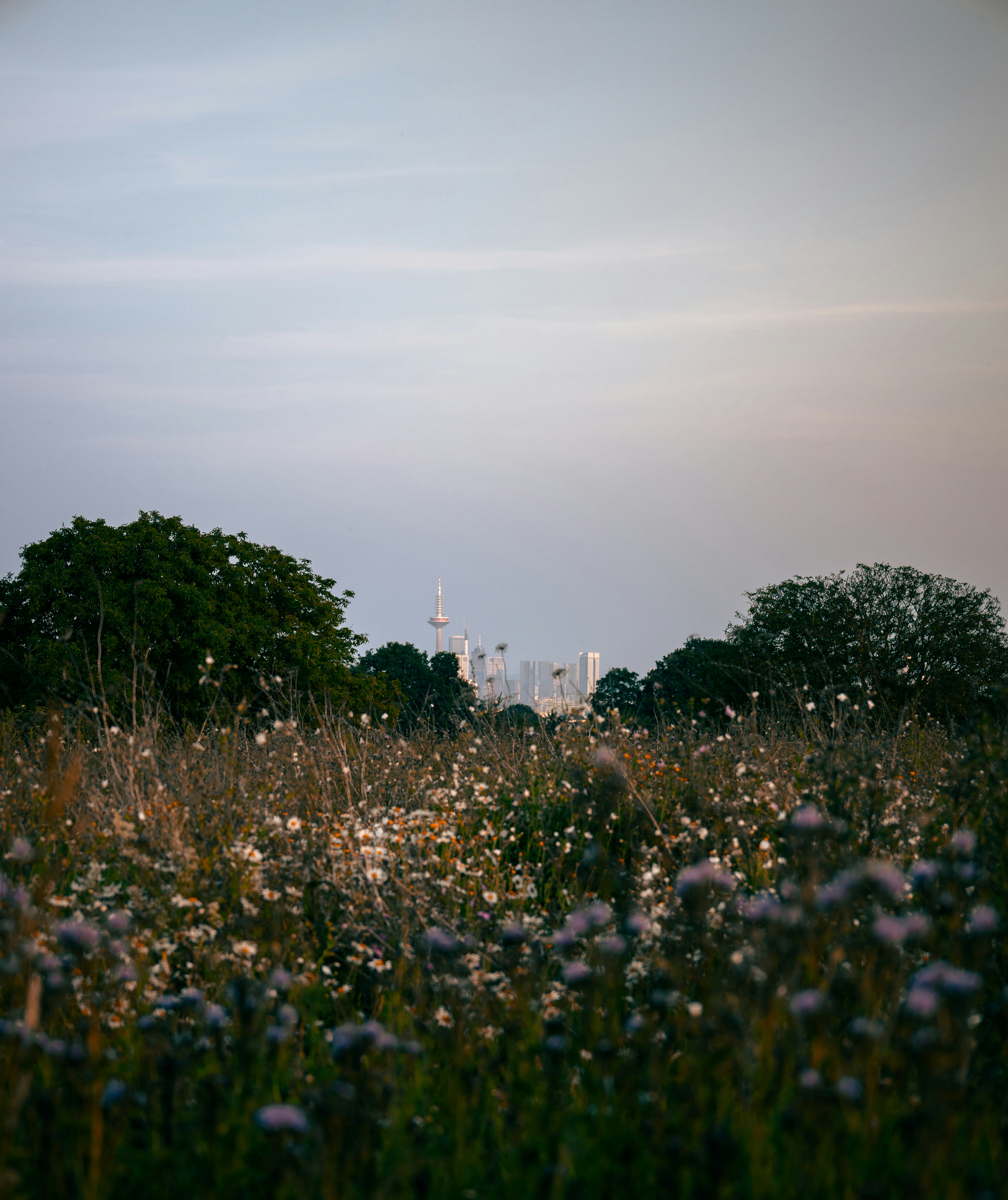 City Edge at Dusk: Wildflower Field Framing the Skyline