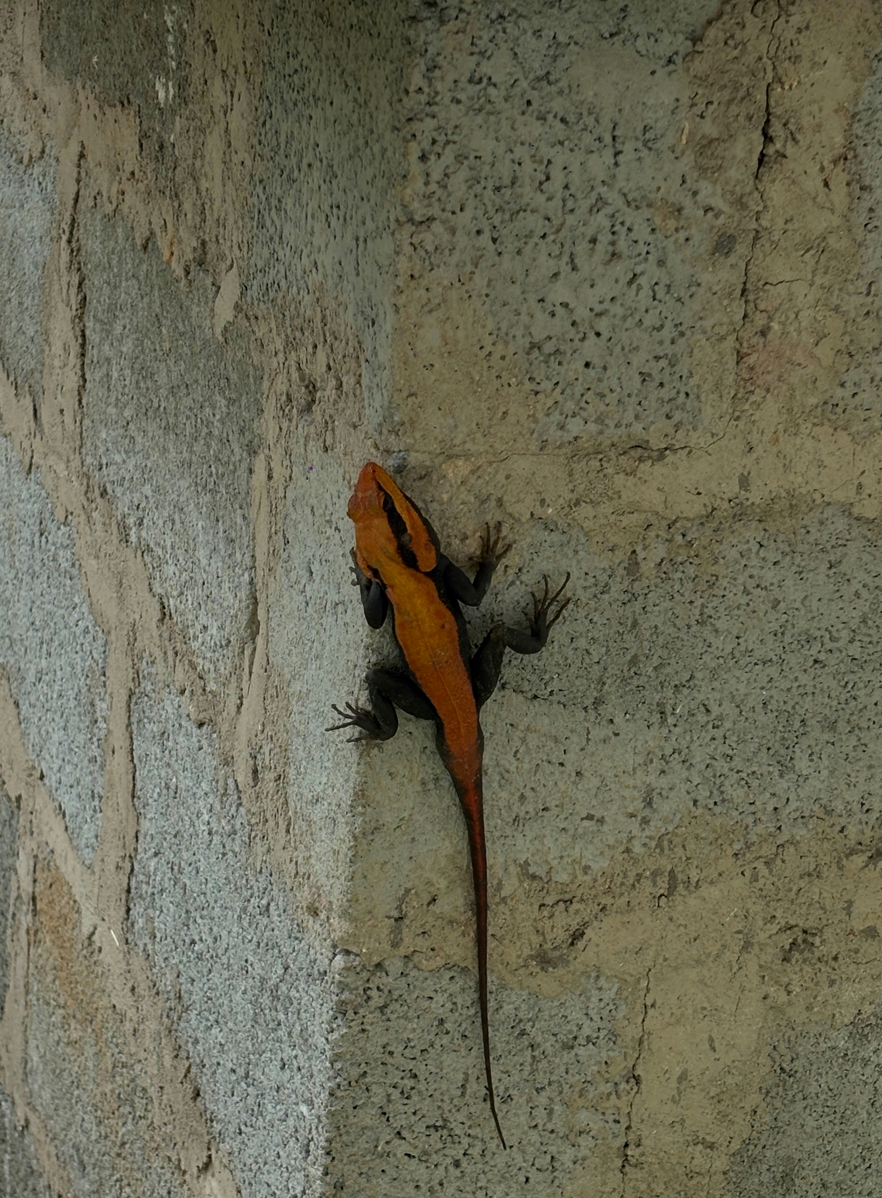 Colorful Climber: Nature's Architectural Marvel
