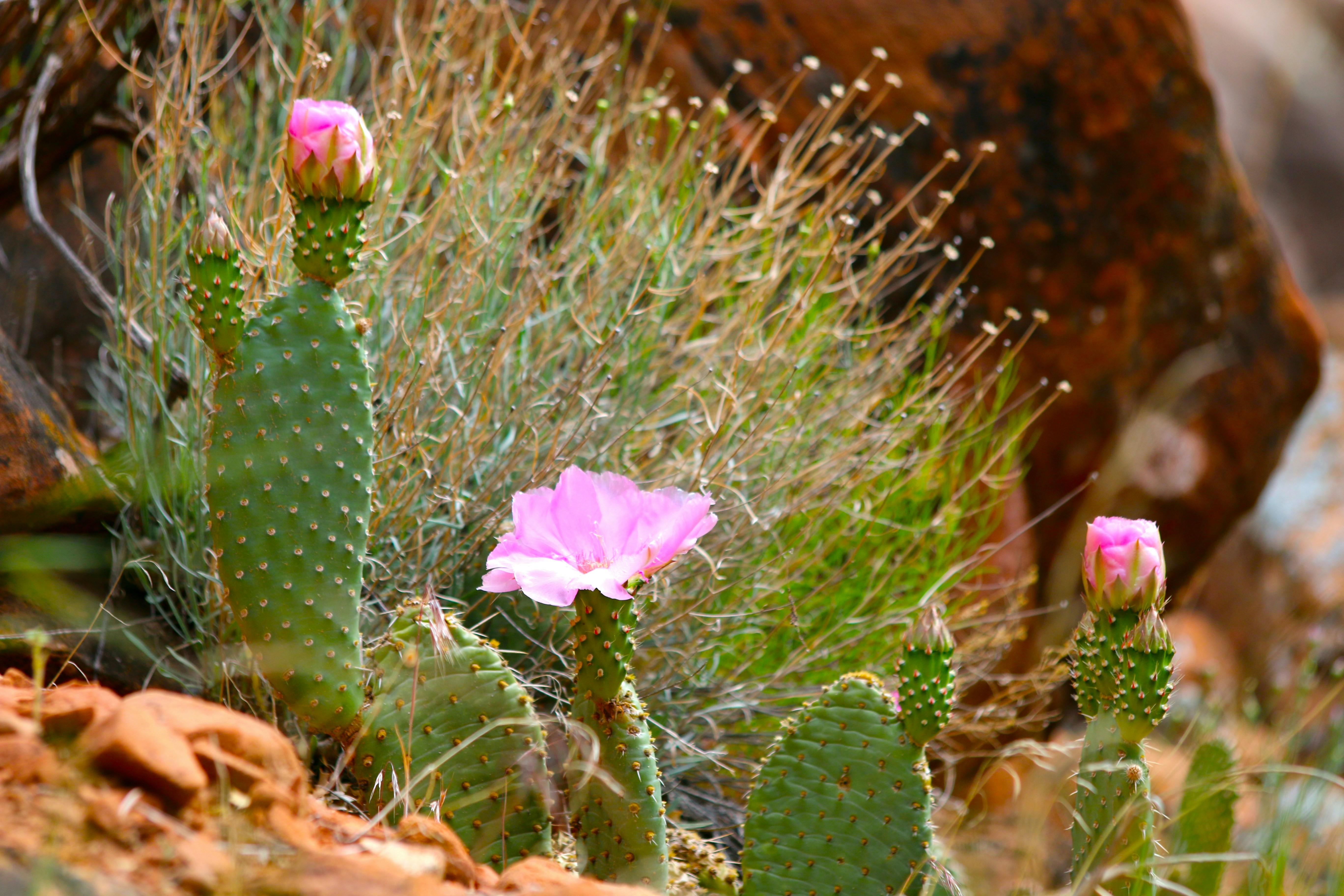Capitol Reef National Park, Utah, USA | Pink cactus flowers bloom in the desert.