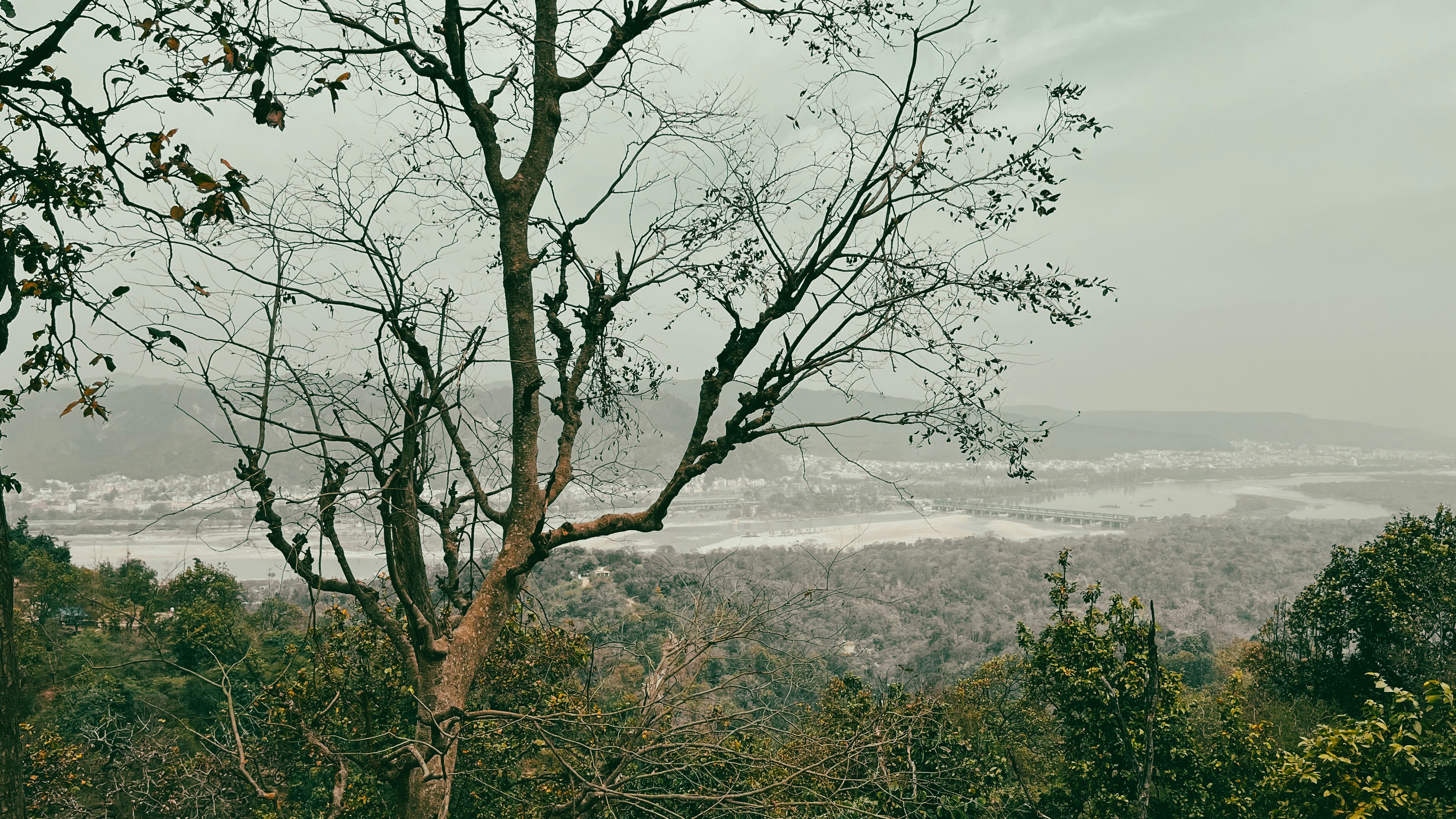 Whispers of Nature: A Serene Overlook
