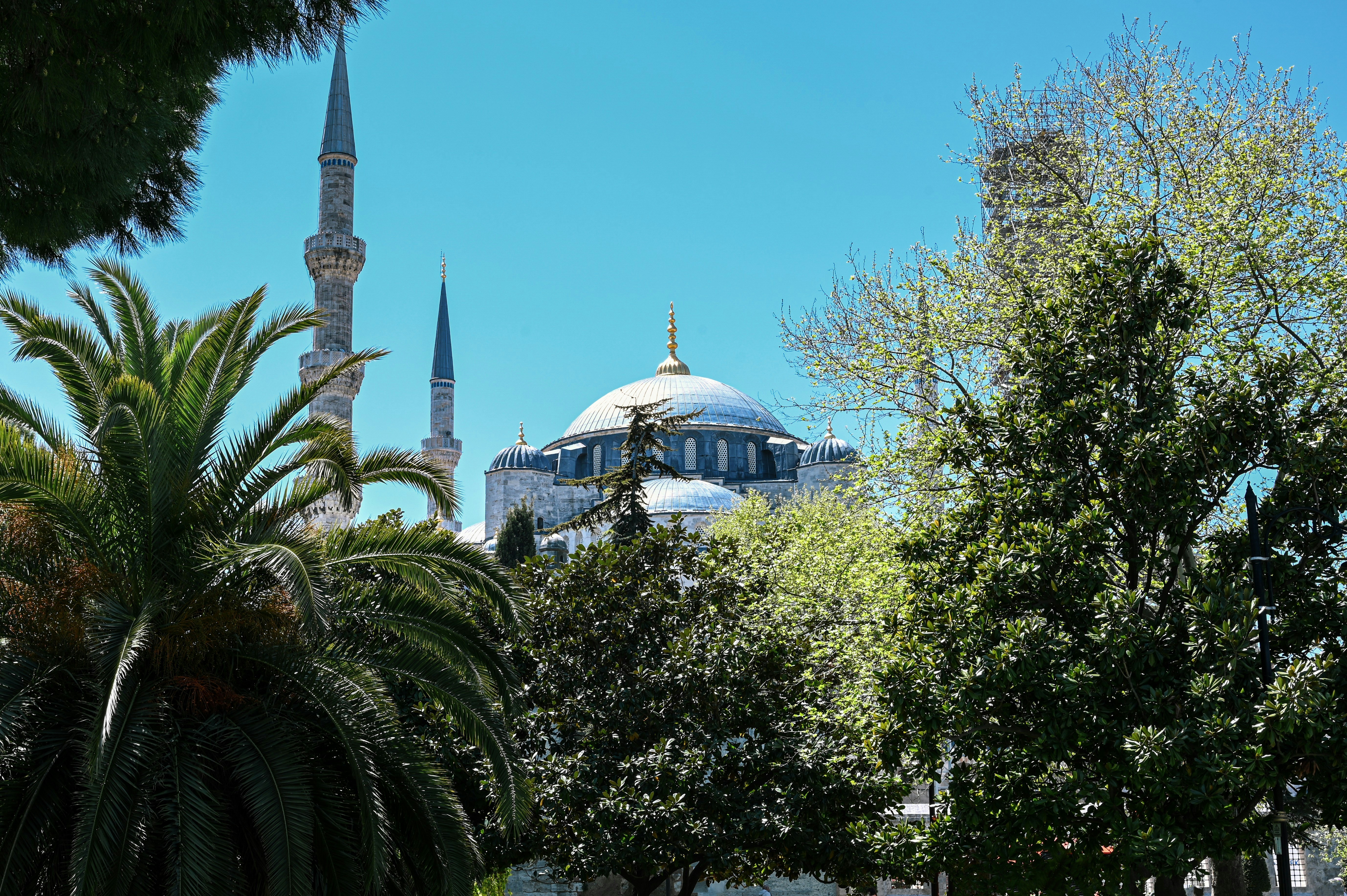 Historic mosque dome peeking through lush greenery, framed by palm trees and minarets under a clear blue sky.