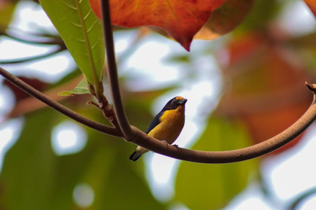 A Vibrant Encounter in the Canopy