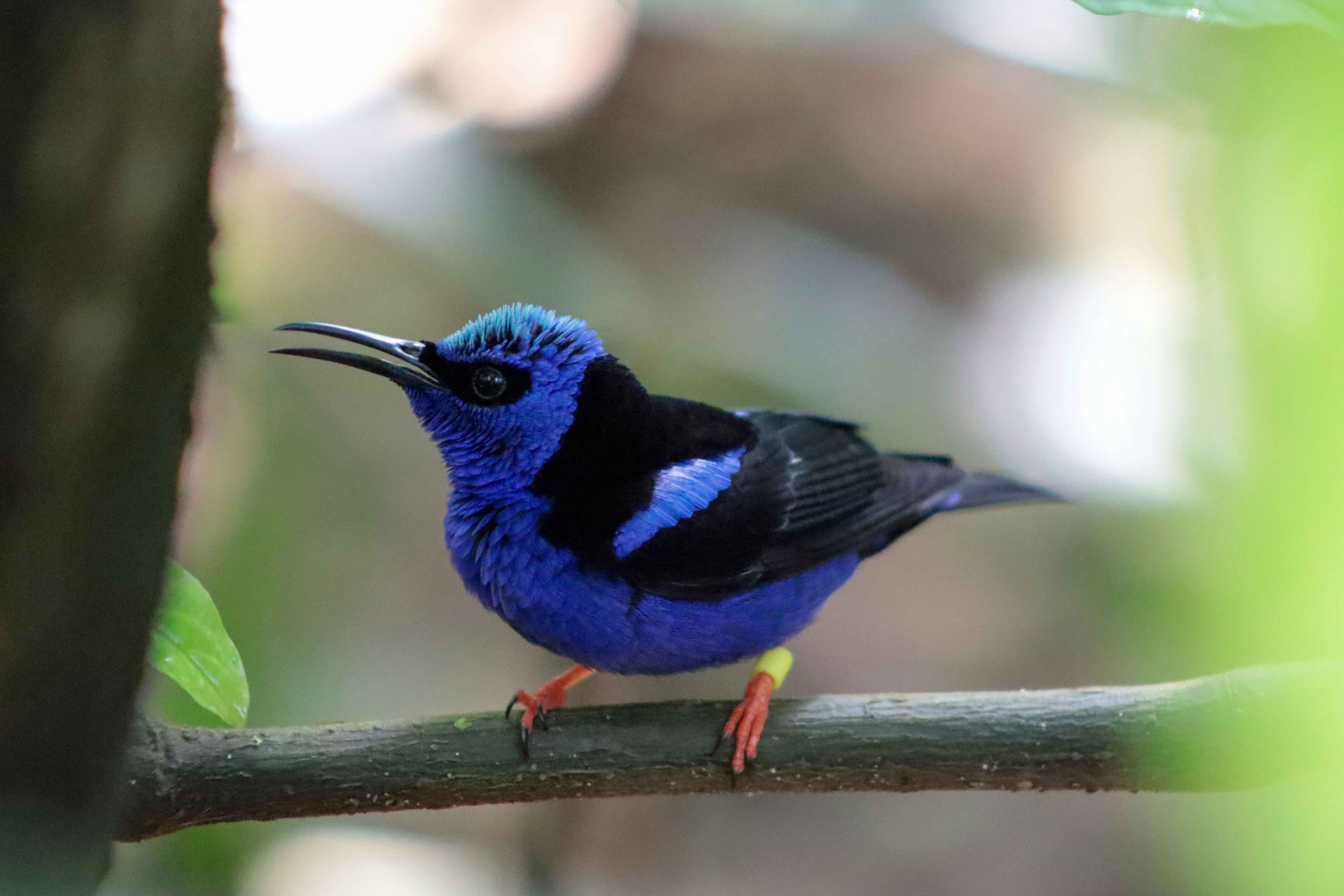 Brightly colored bird perched on a branch, showcasing its iridescent blue feathers against a blurred green background.