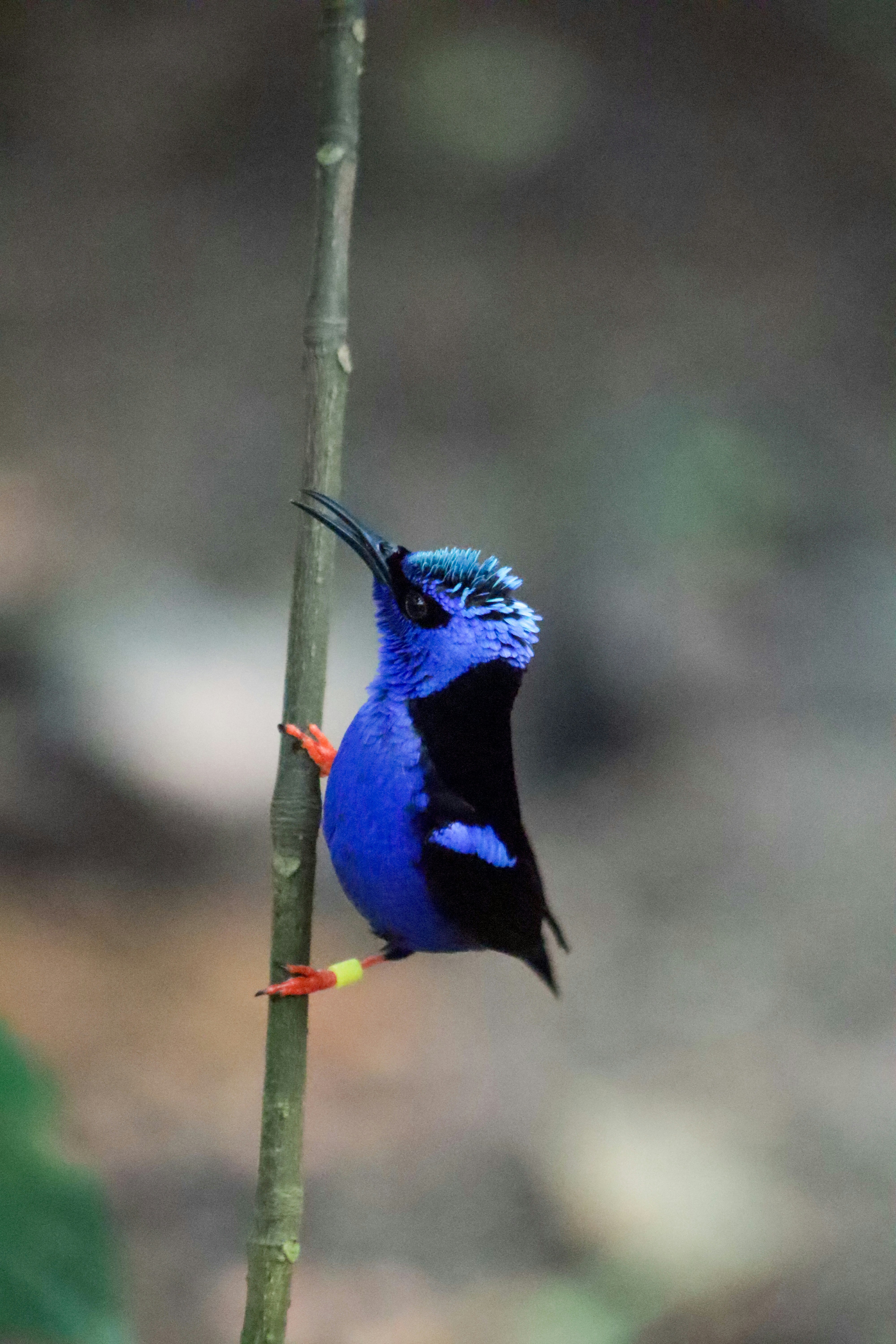 Vivid Kingfisher Gripping a Reed in Soft Focus Light