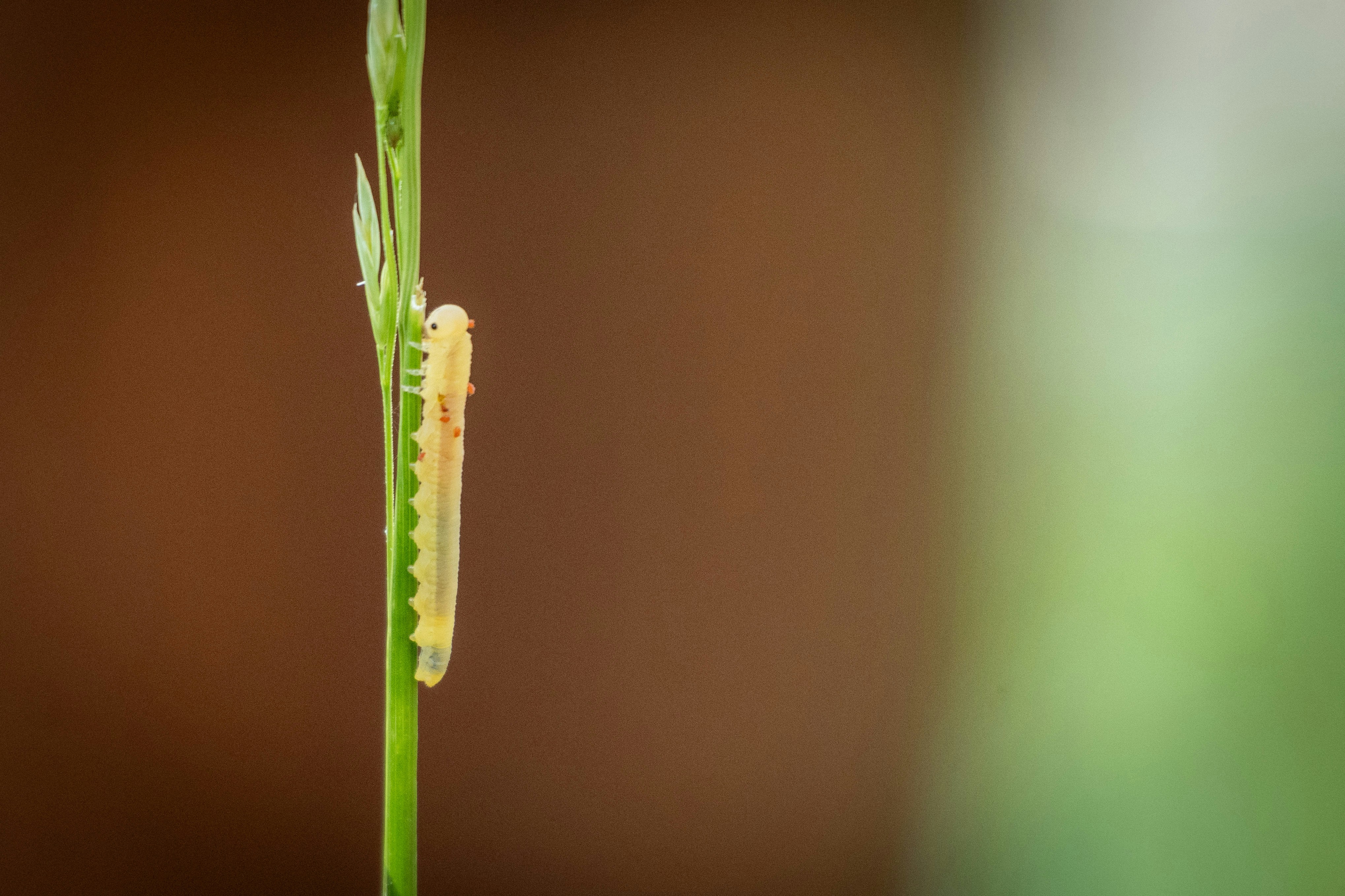 Nature's Tiny Architect: The Caterpillar's Journey