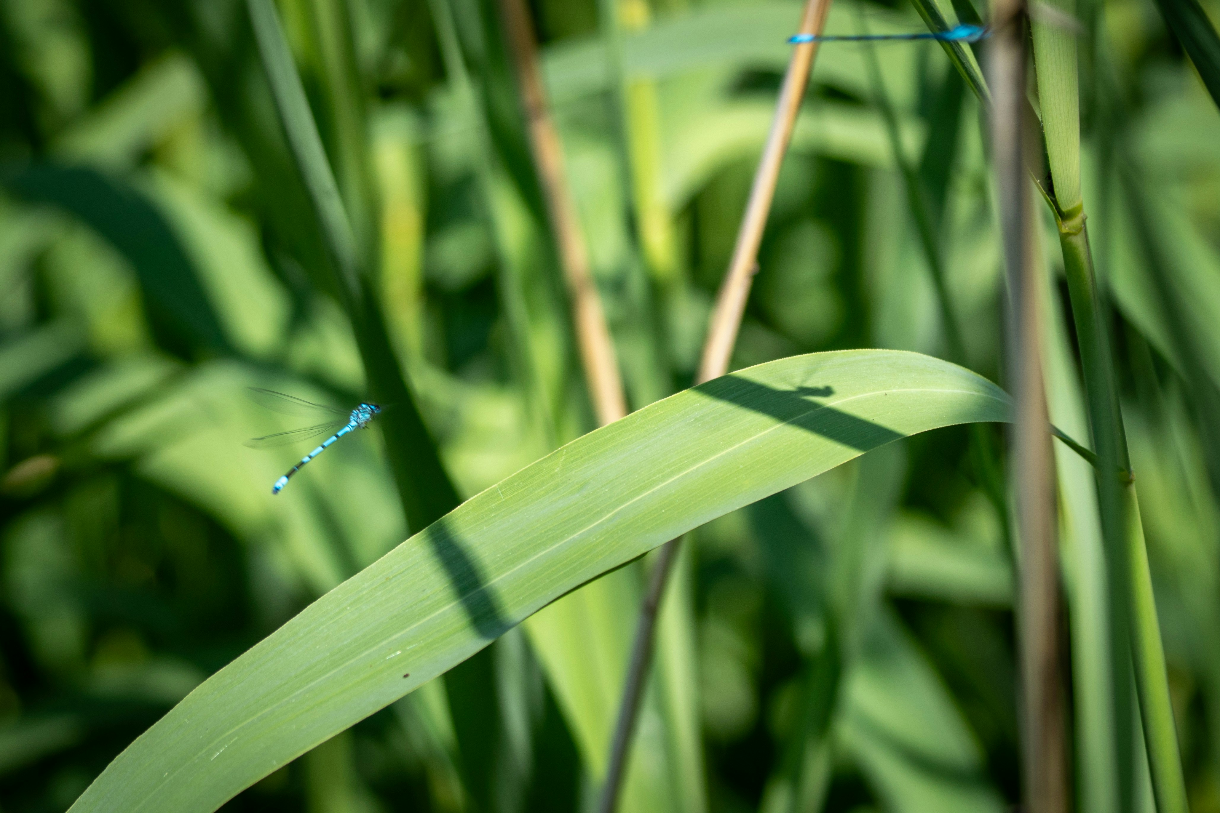 A vibrant blue damselfly hovers mid-flight beside a sunlit blade of grass, casting a crisp shadow across its surface. Surrounded by tall green reeds, this image captures a fleeting, weightless moment in a summer wetland.