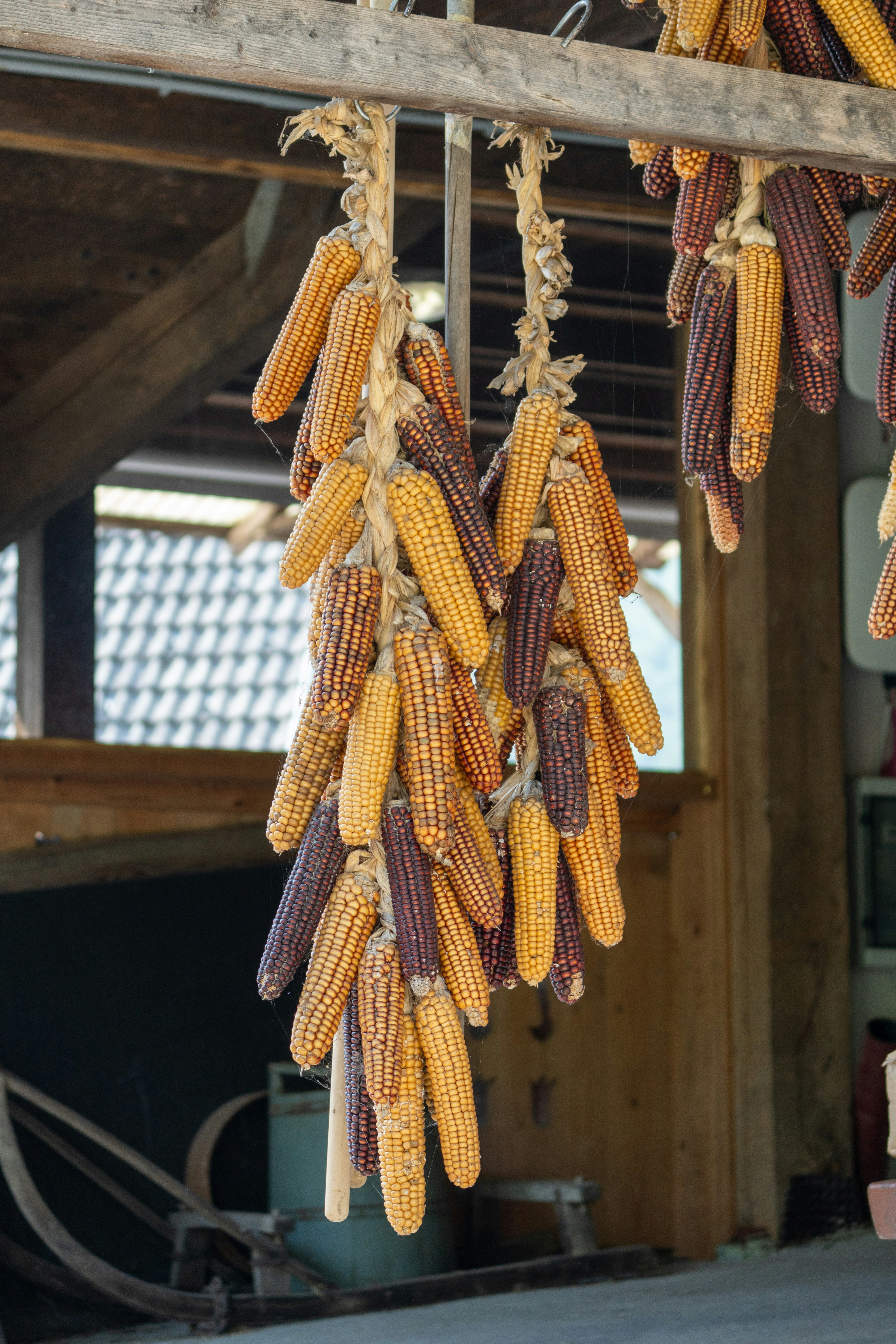 Harvested Hues: The Art of Dried Corn