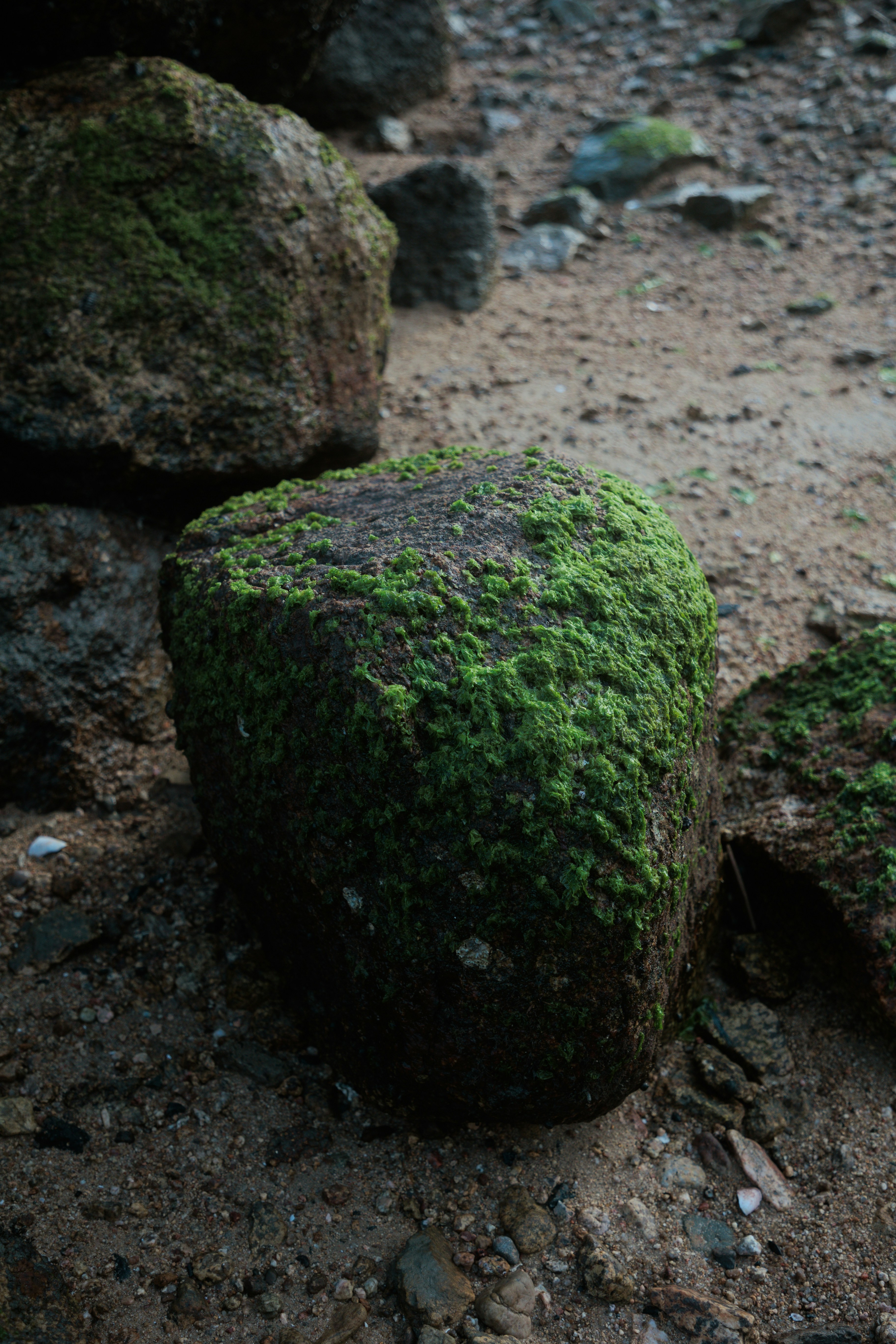 Moss covers a cylindrical rock on the sandy ground. photo – Free Beach ...