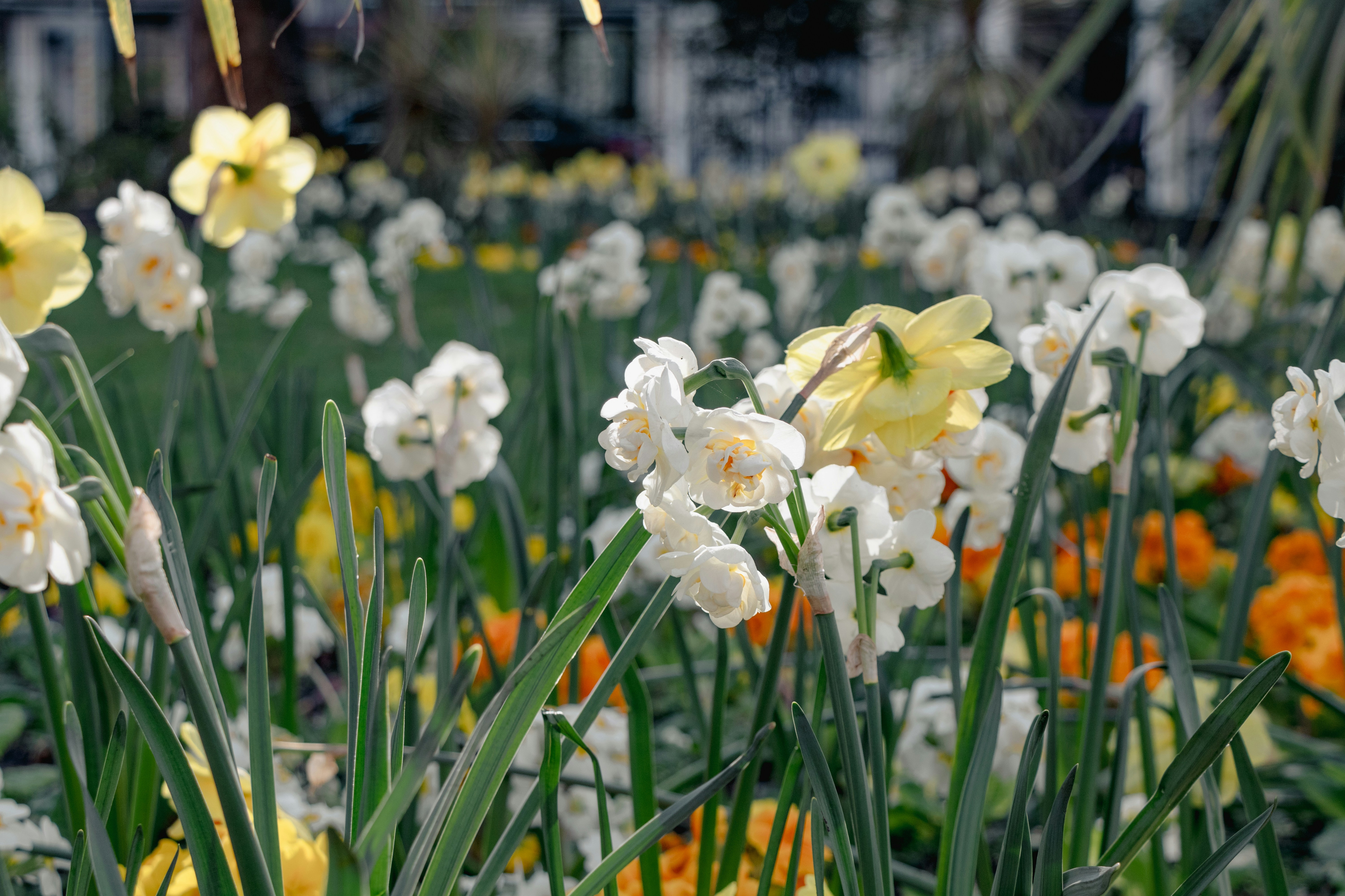 A vibrant arrangement of white and yellow flowers amidst lush green foliage, capturing the essence of a blooming garden.