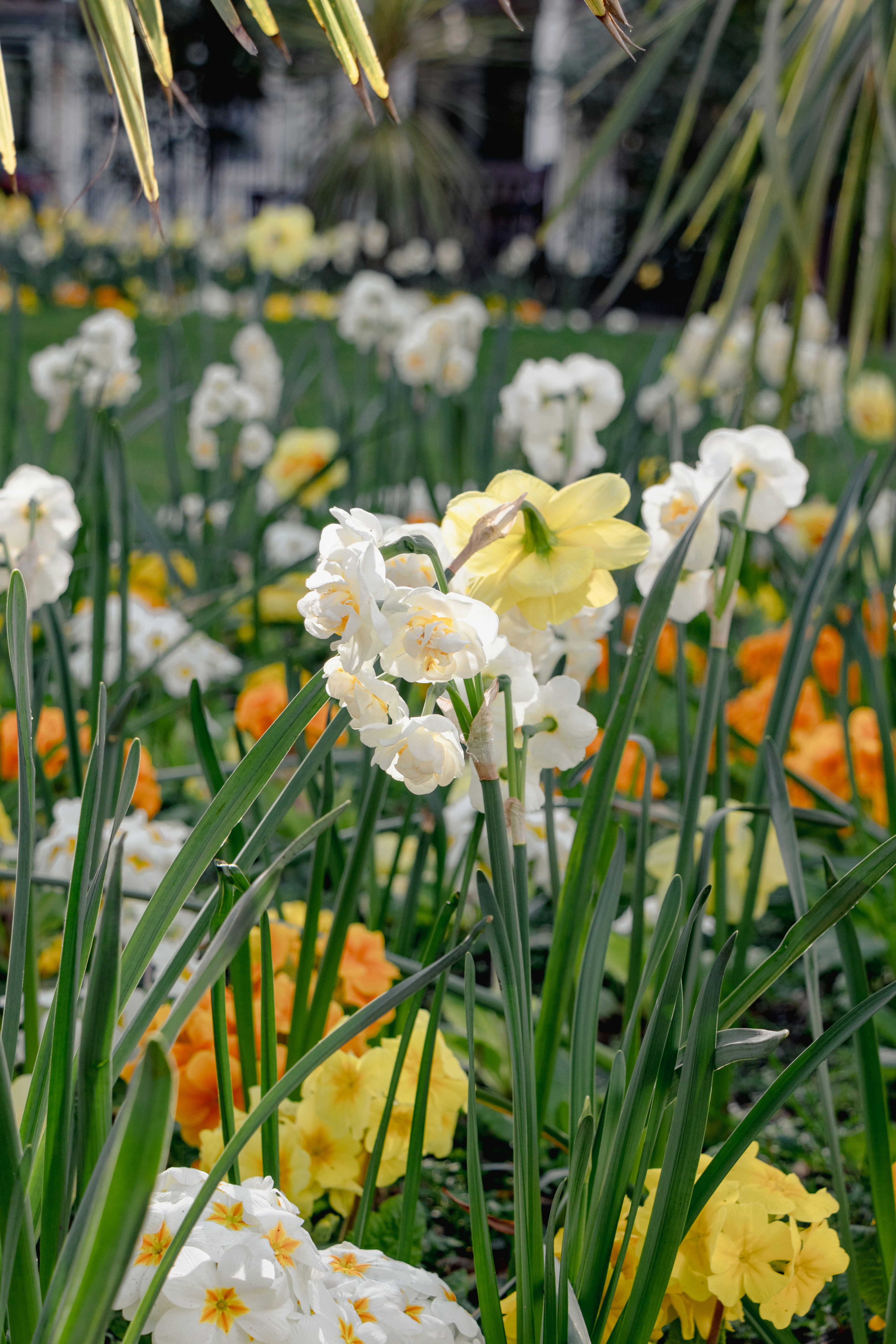 Daffodil Spotlight: White clusters rise amid a sunlit border of yellows and oranges