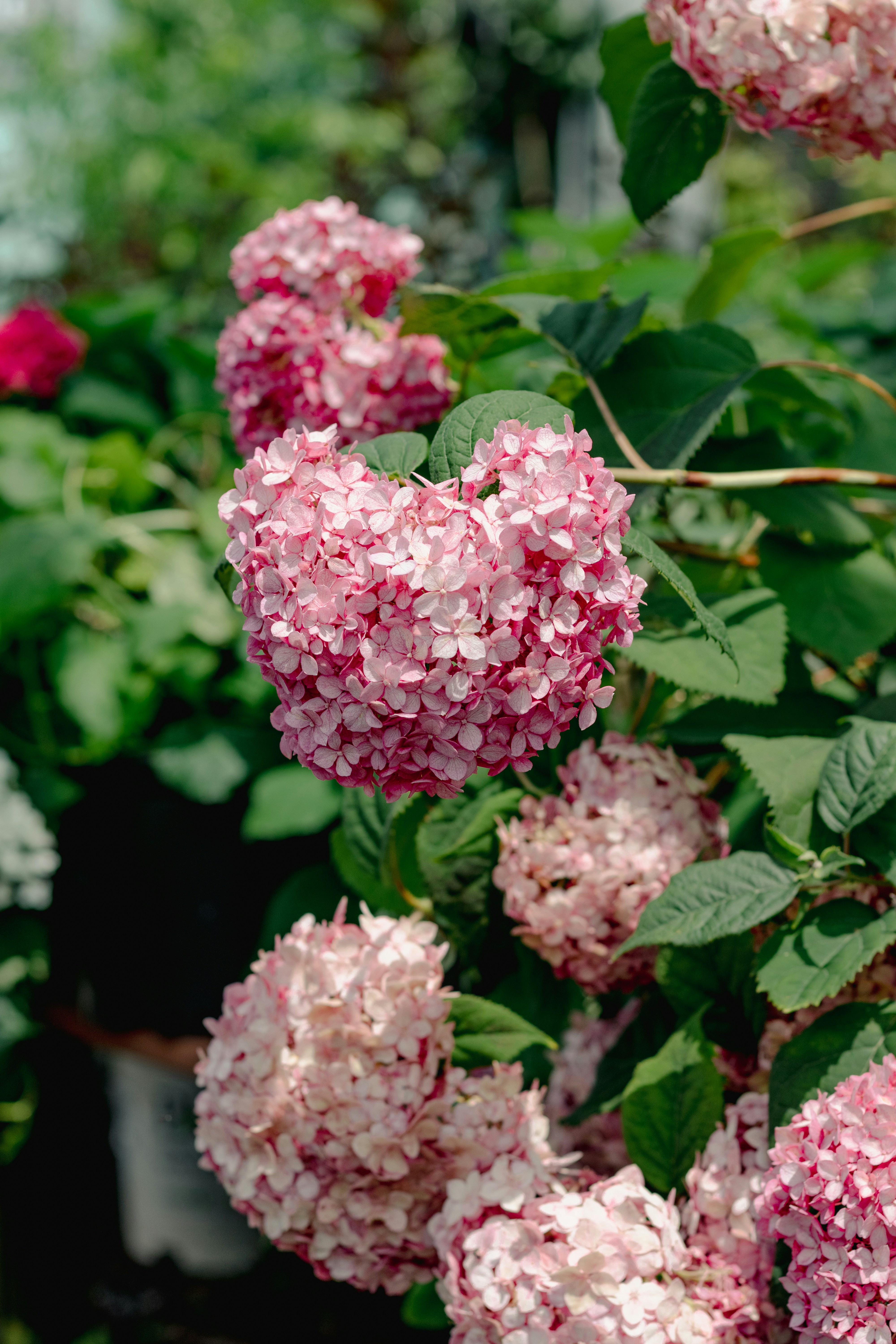 Petal Constellation: a Soft Pink Hydrangea Moment in Dappled Light