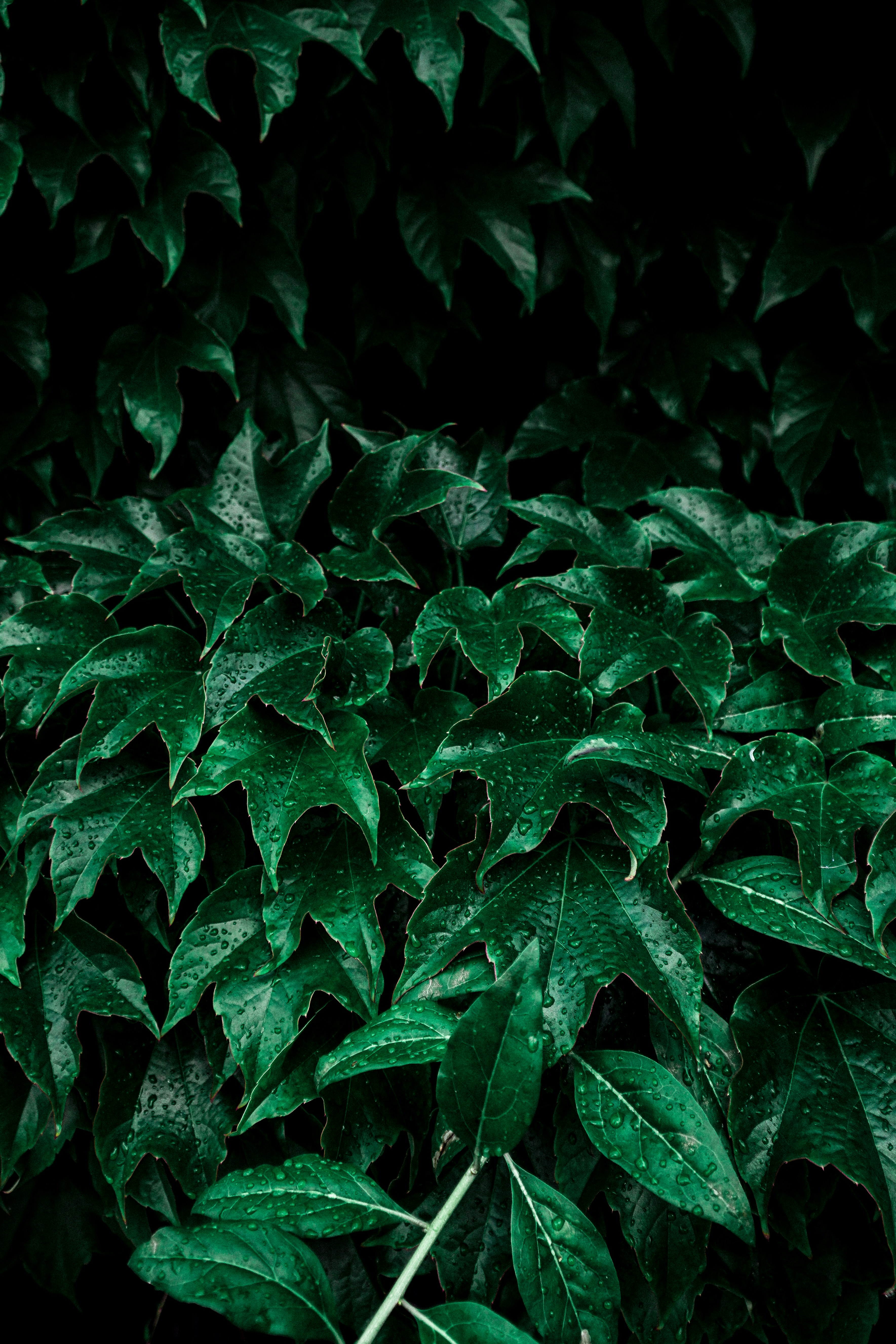Shadowed Ivy Canopy: A Close-Up Study of Emerald Veins and Dew