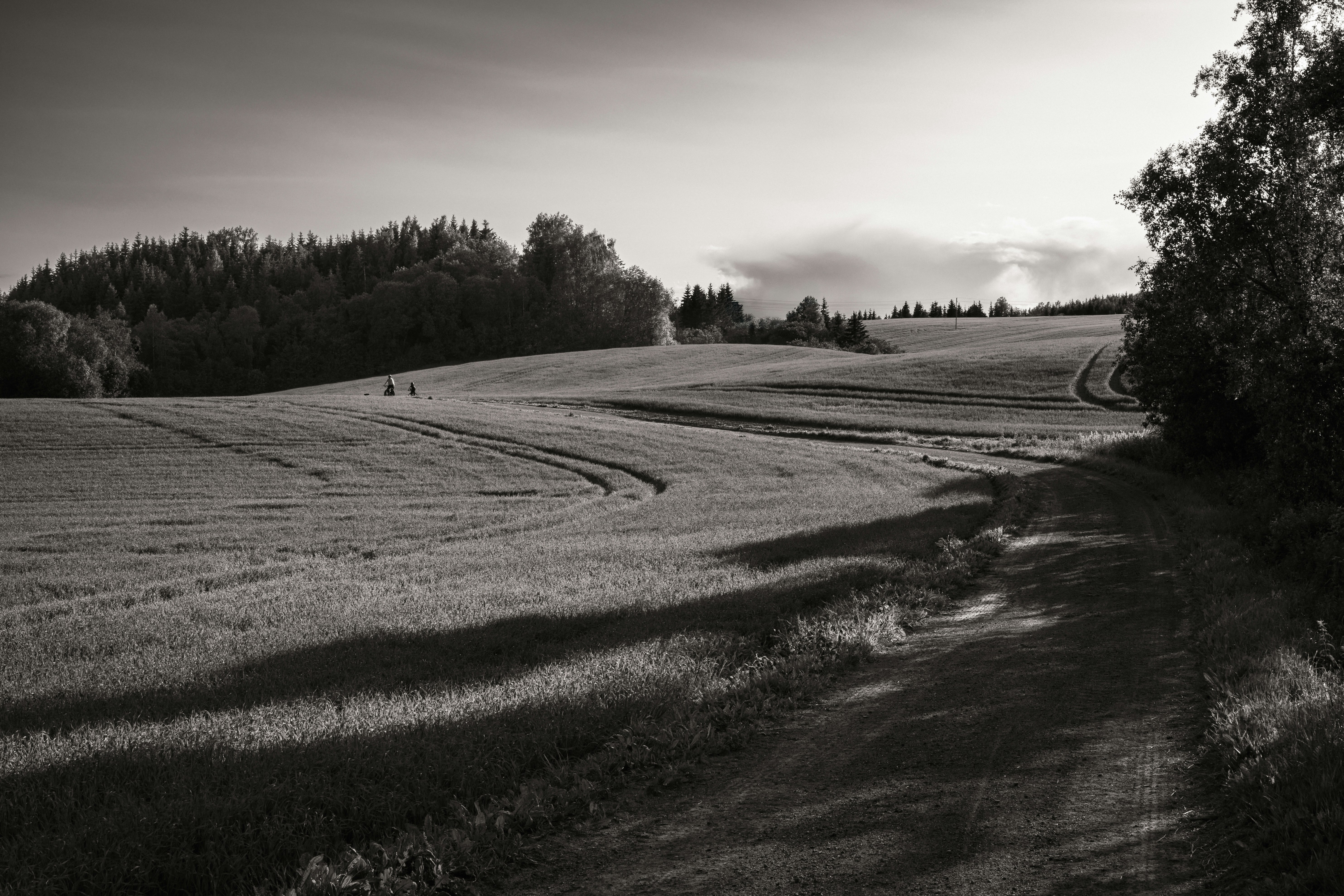 Whispers of the Rolling Fields