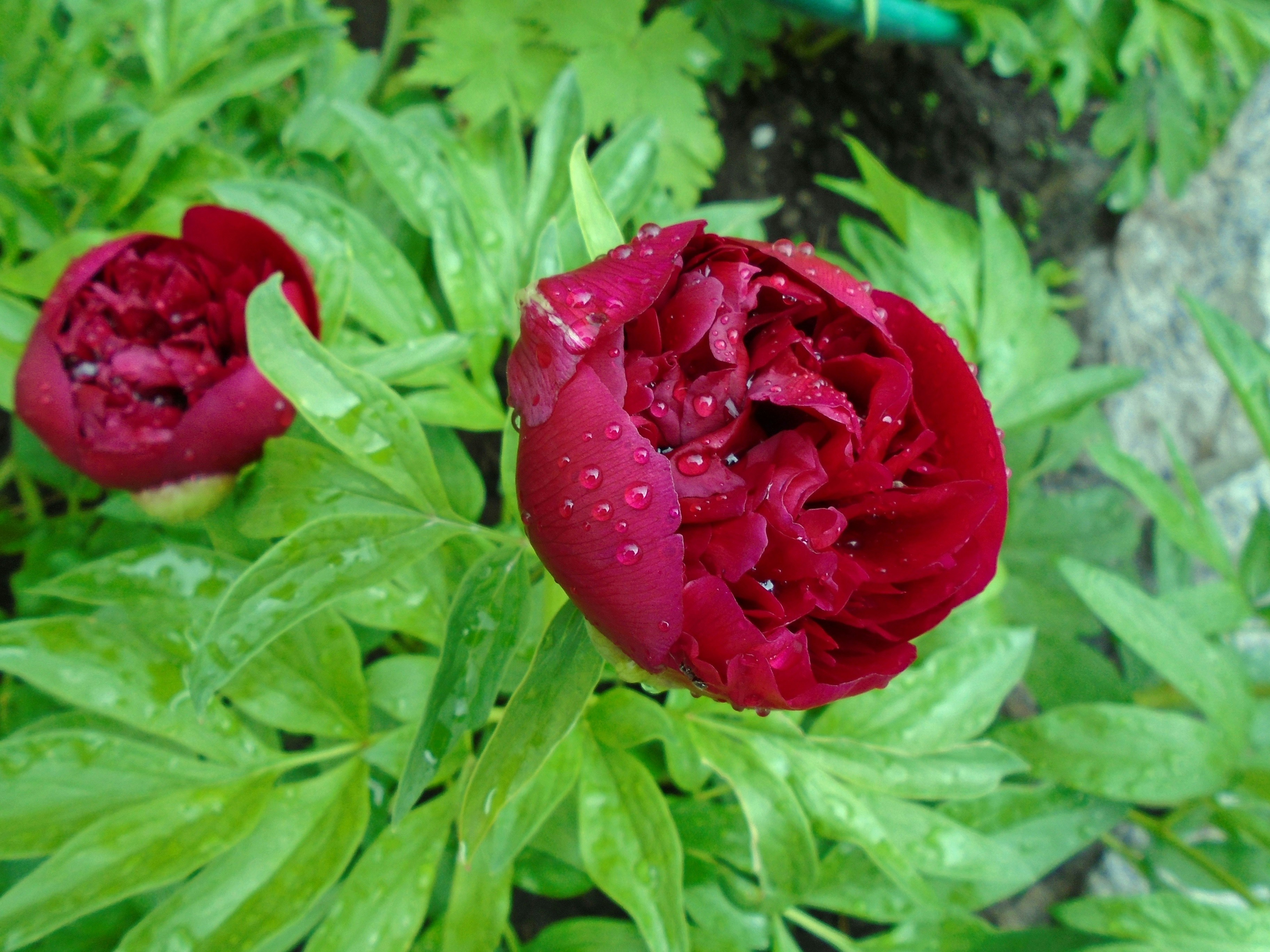 Velvet Blooms in Morning Dew