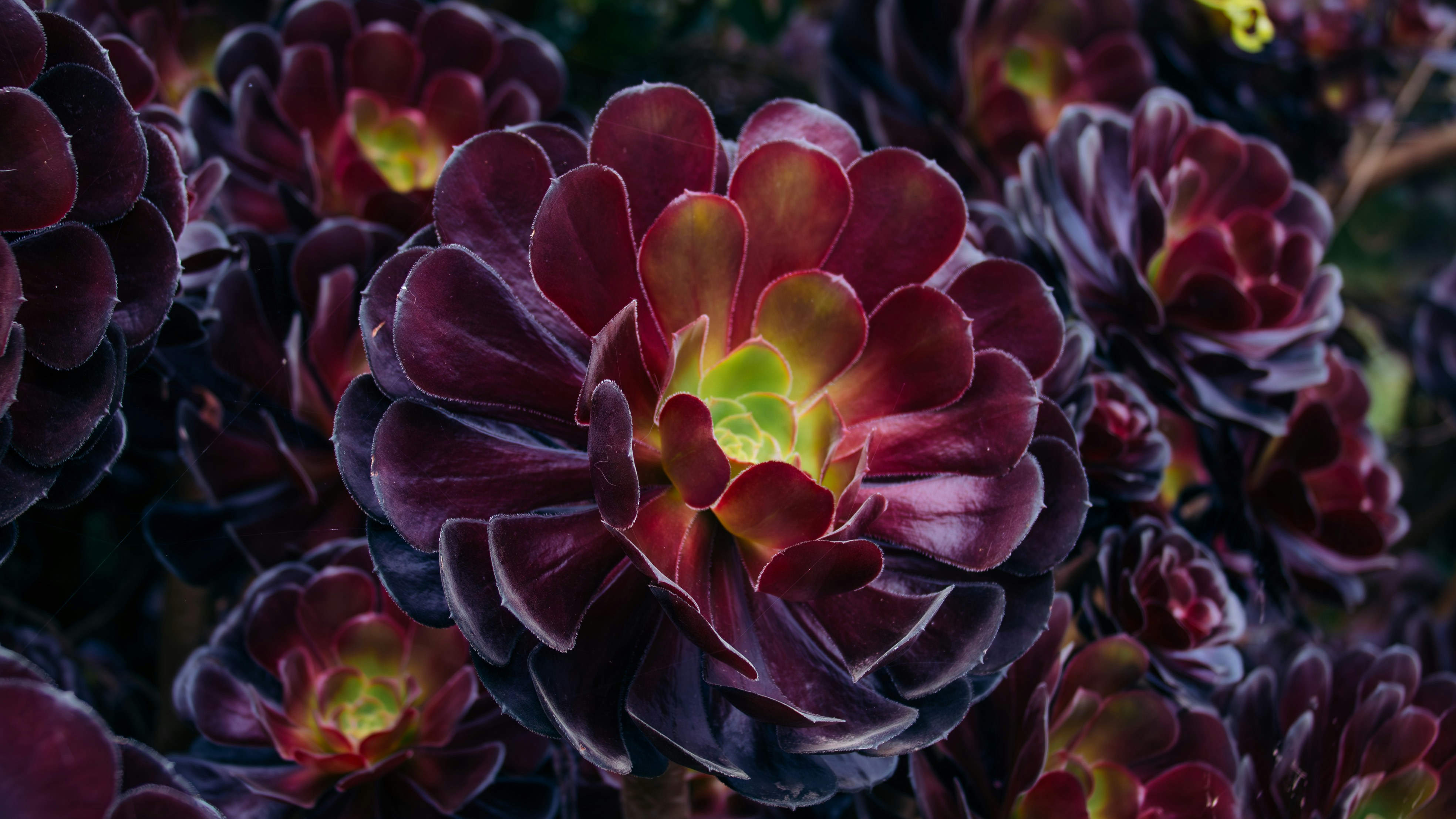 Emerald Core in Velvet Rosettes