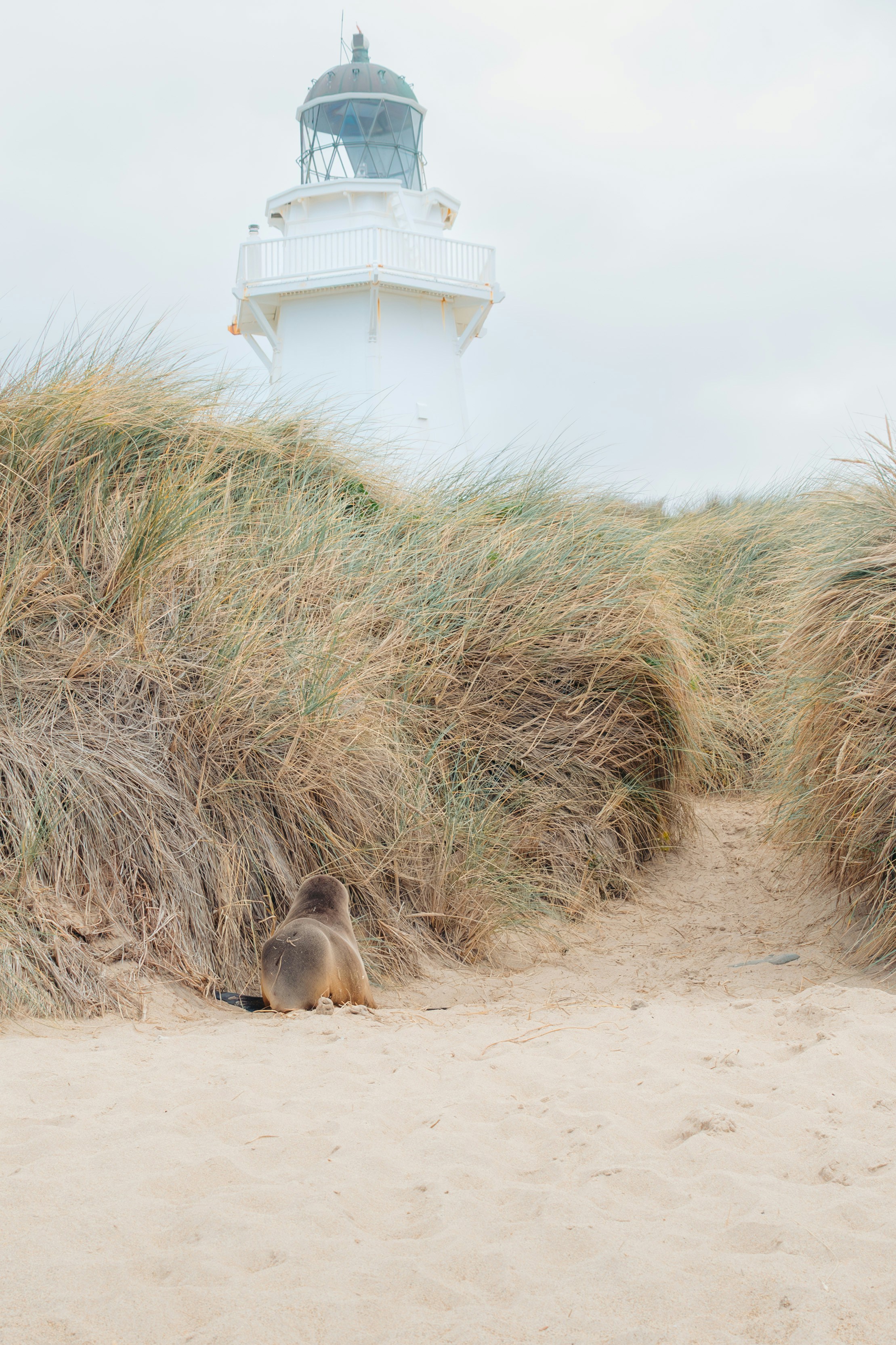 Otters at the Dune Gate: A Quiet Moment Beside the Lighthouse