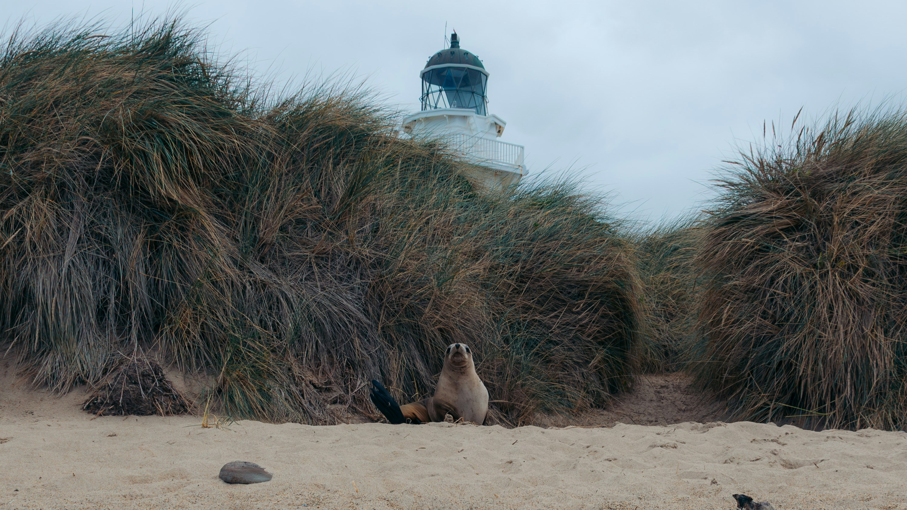 Secluded Harbor of Sand and Watchful Seals