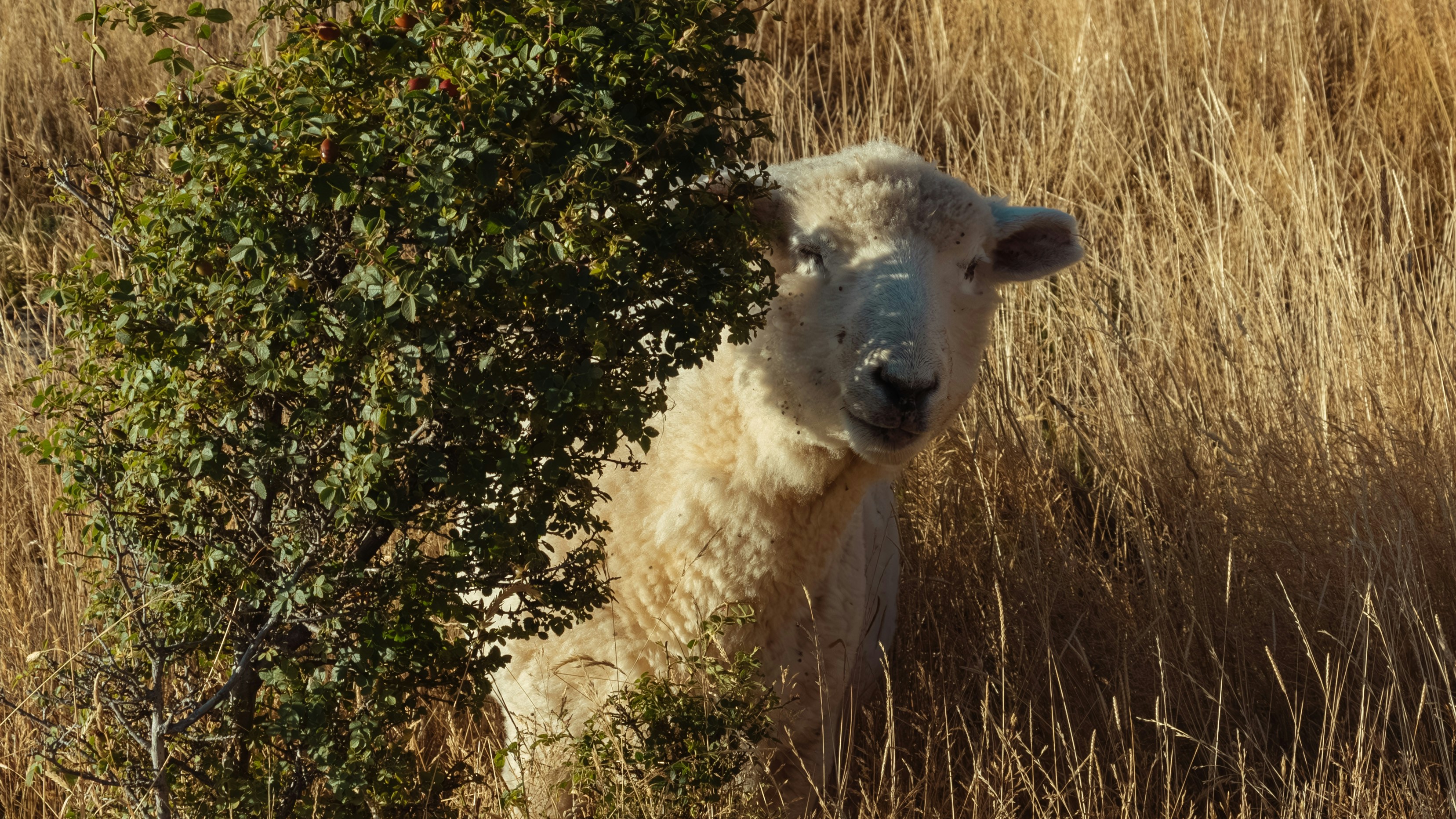 A Curious Encounter in Golden Grasses