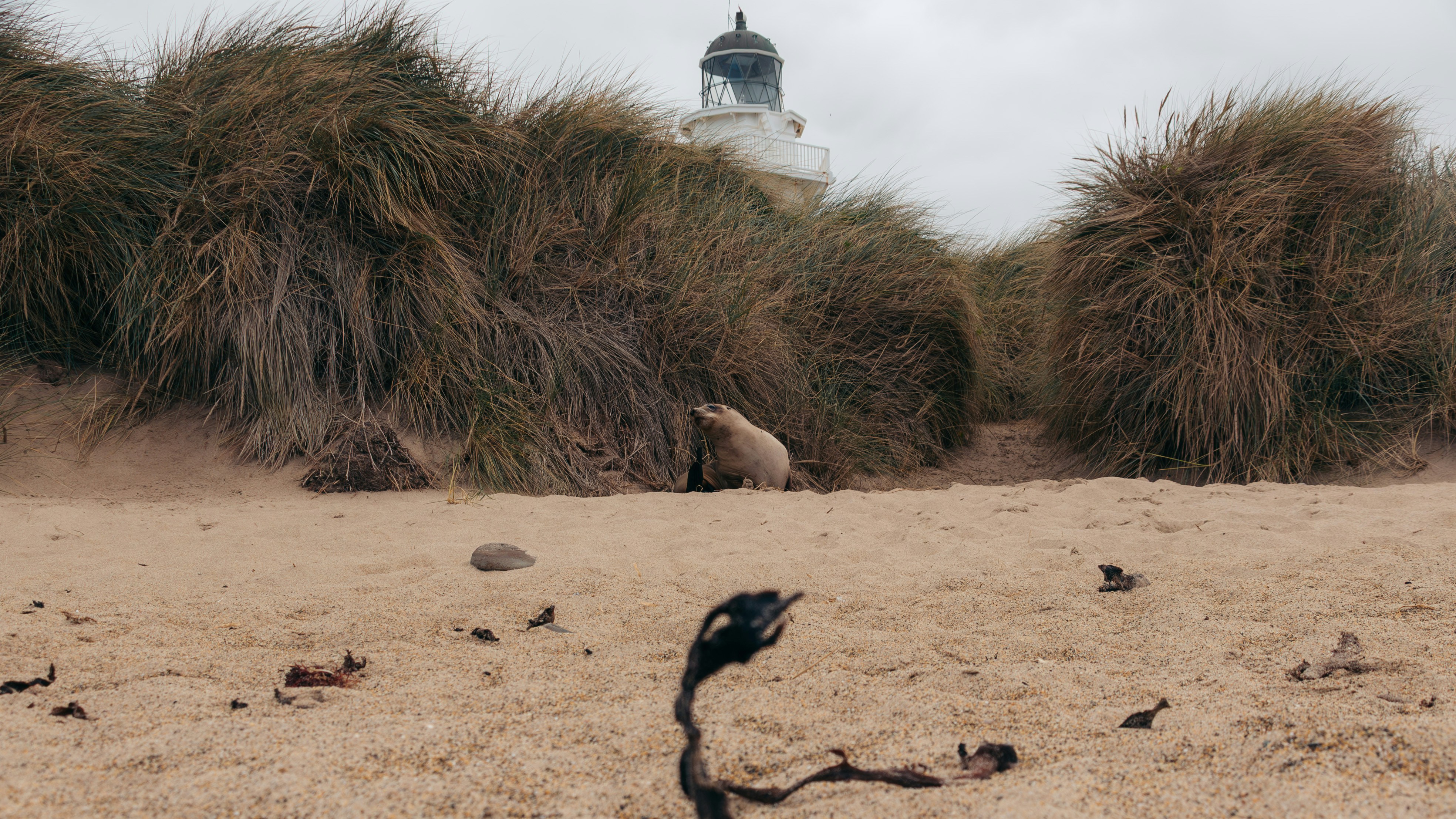 Silent Sentinel Beneath Windswept Dunes: Seal Near a Distant Lighthouse