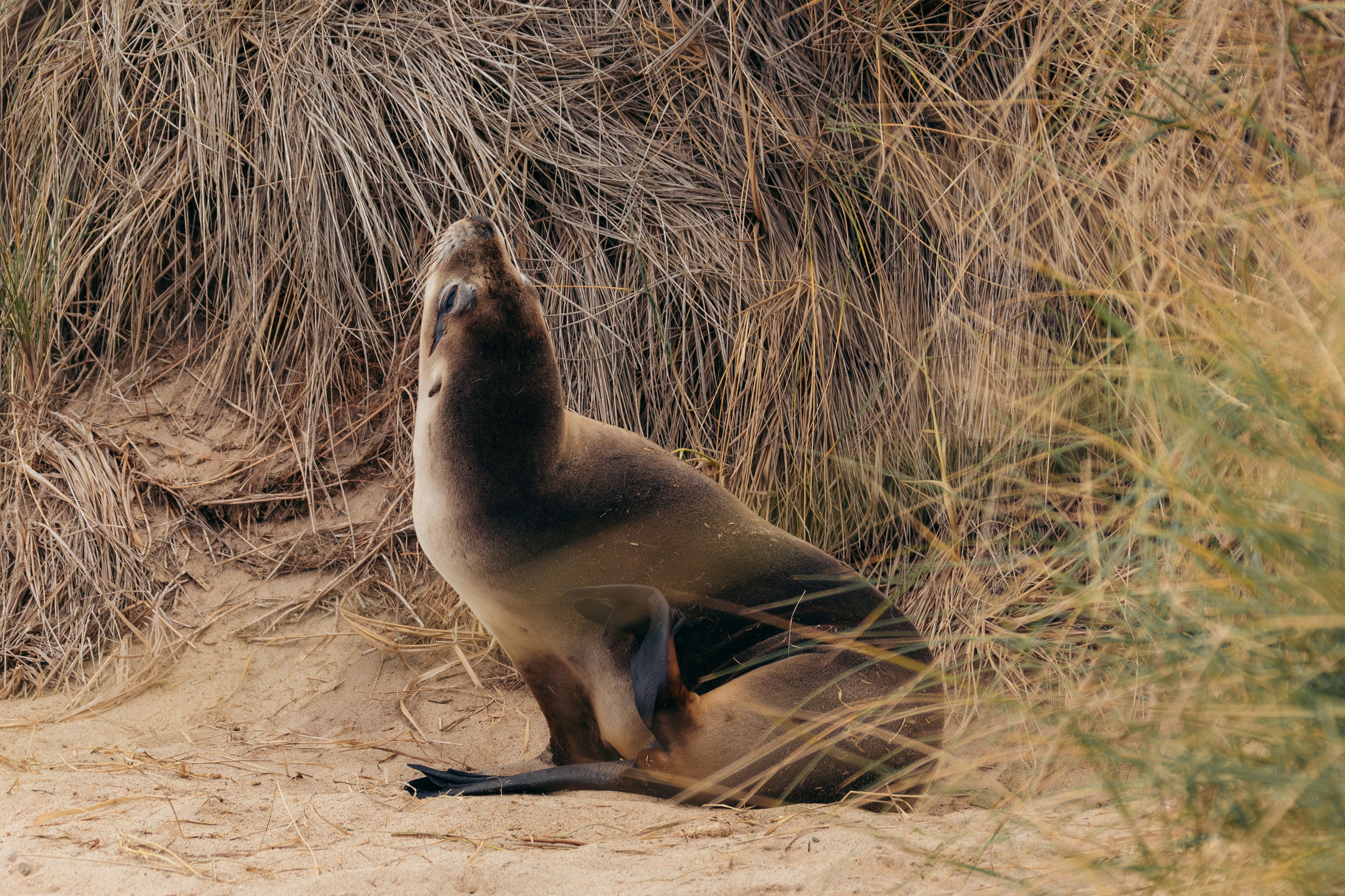 A sea lion resting against a backdrop of beach grass, embodying tranquility in its natural coastal environment.