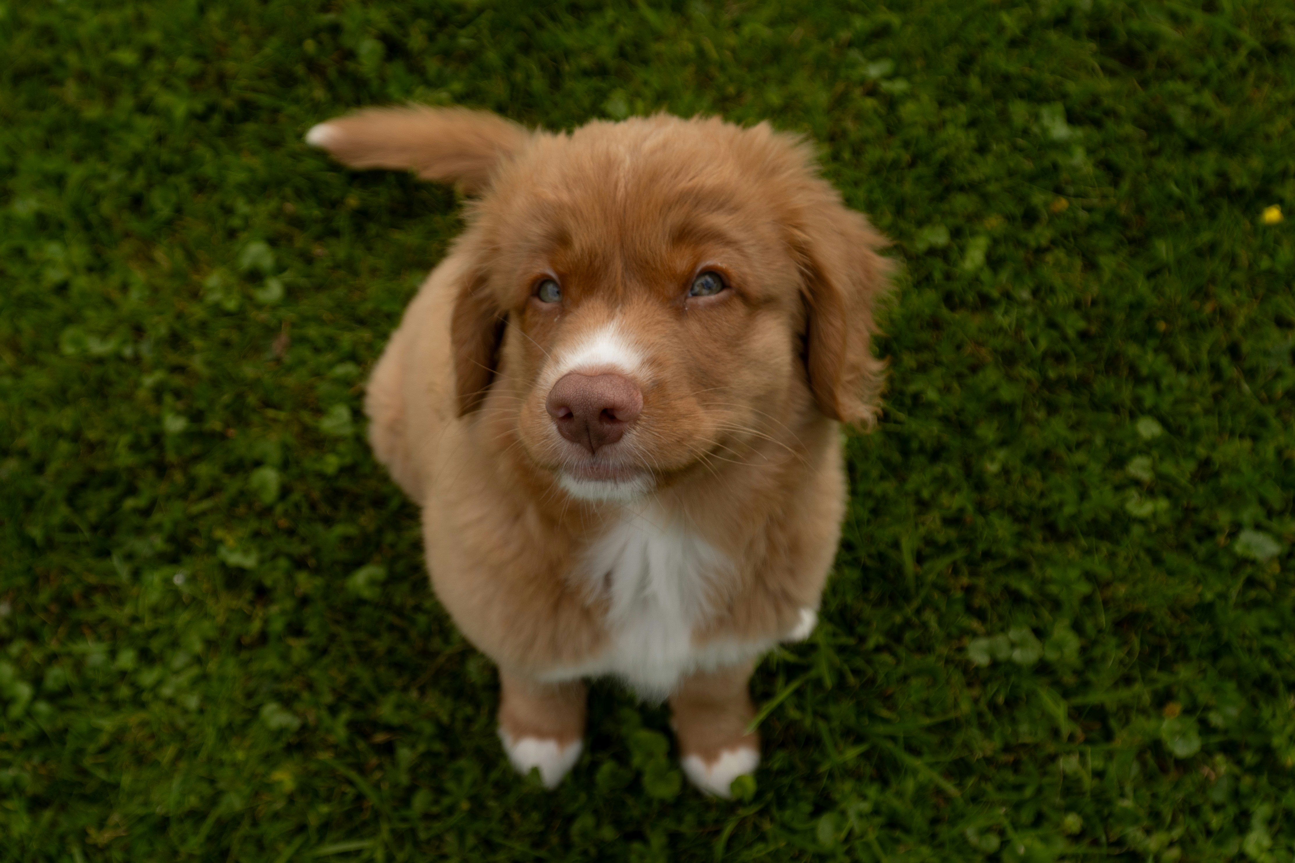 Golden Pup Gaze: A Curious Moment in the Grass