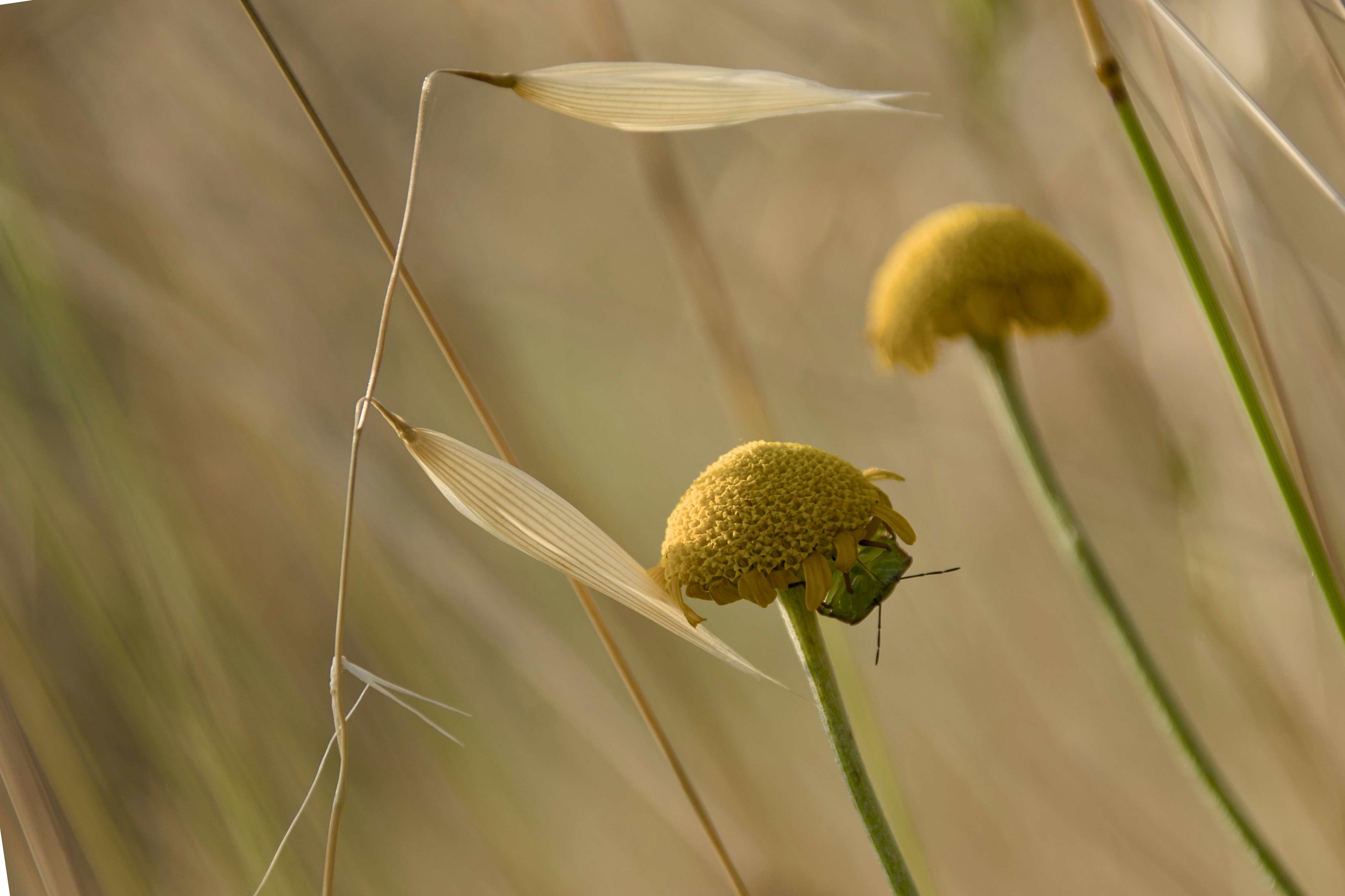 Sunlit Pollen Globe: A Tiny Bee Perches Among Amber Grass