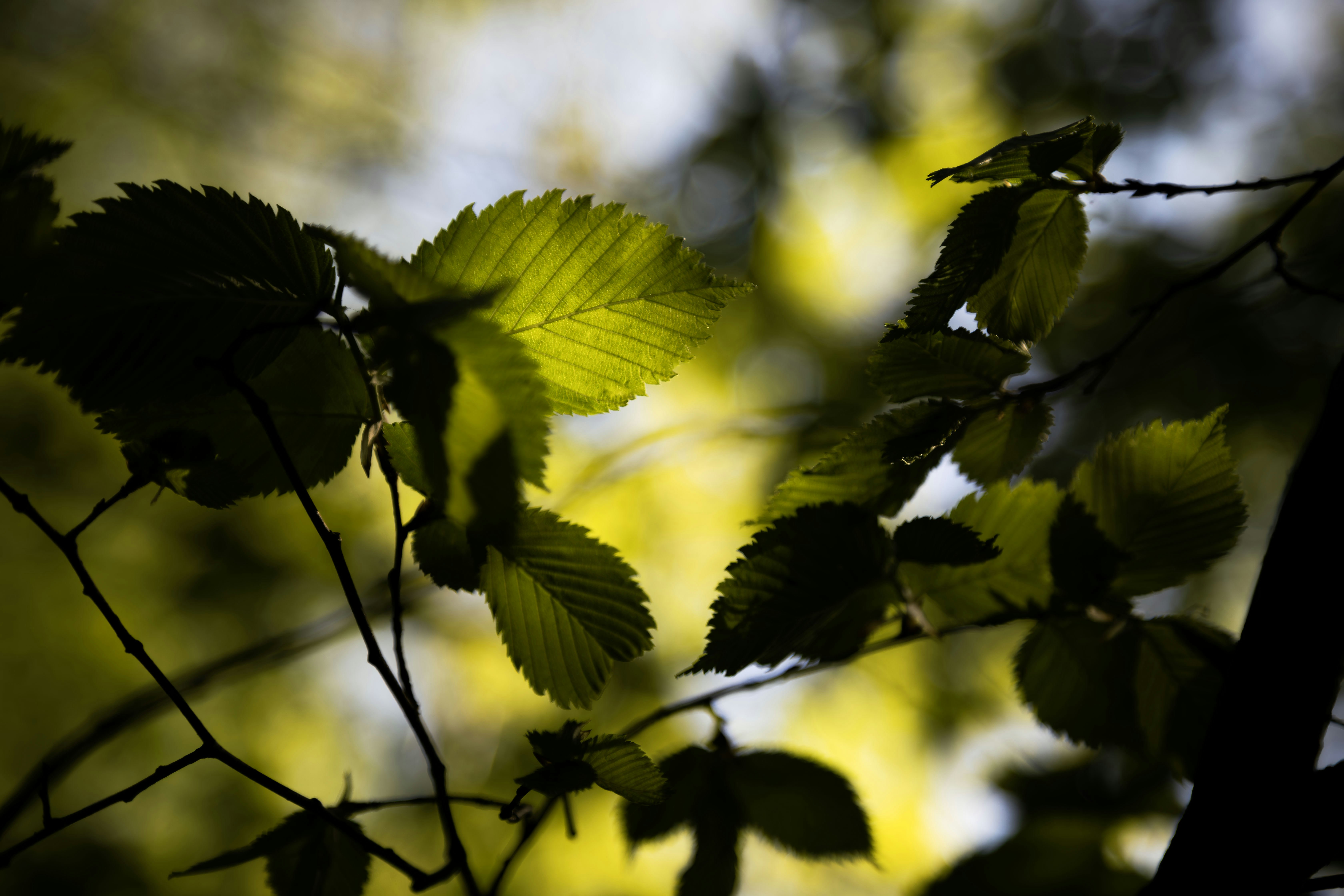 Leaves glow with sunlight filtering through.