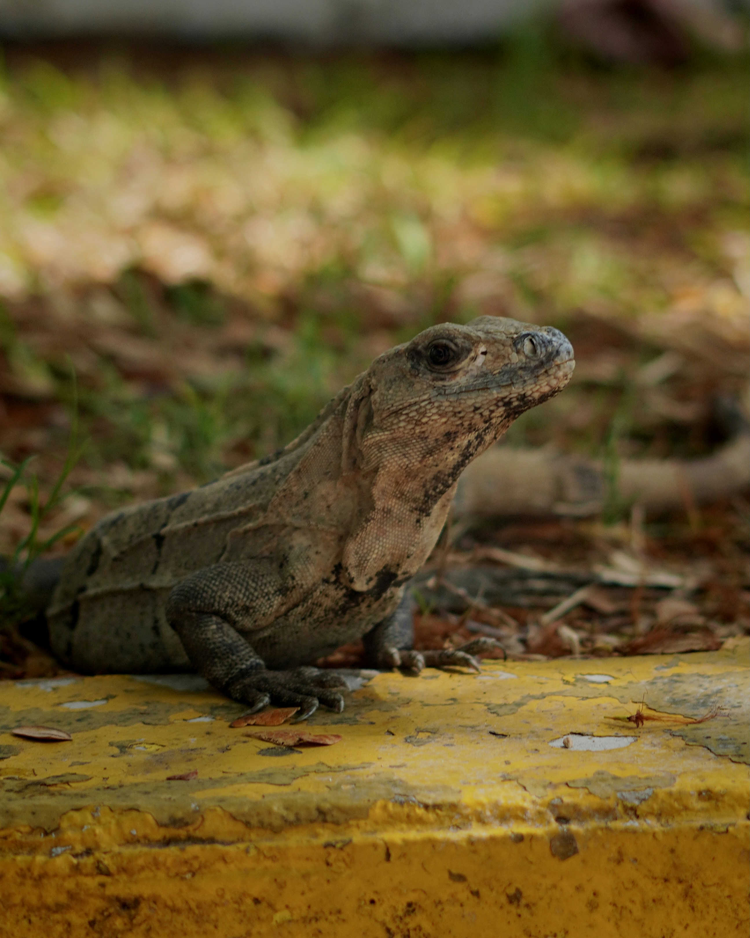 Lizard's Quiet Contemplation on a Sunlit Path