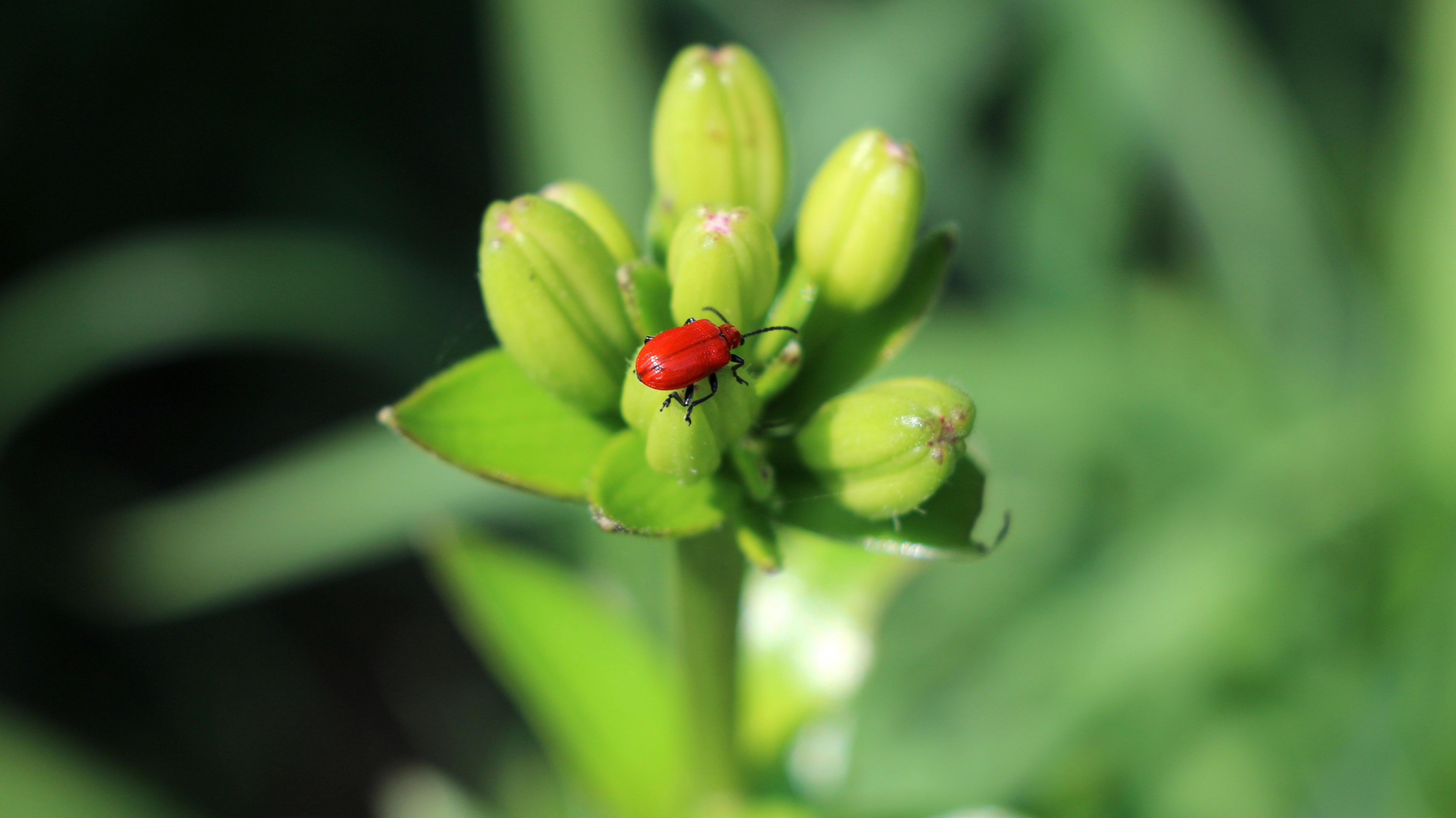 Crimson Beetle on Jade Bud: A Micro Moment in Green