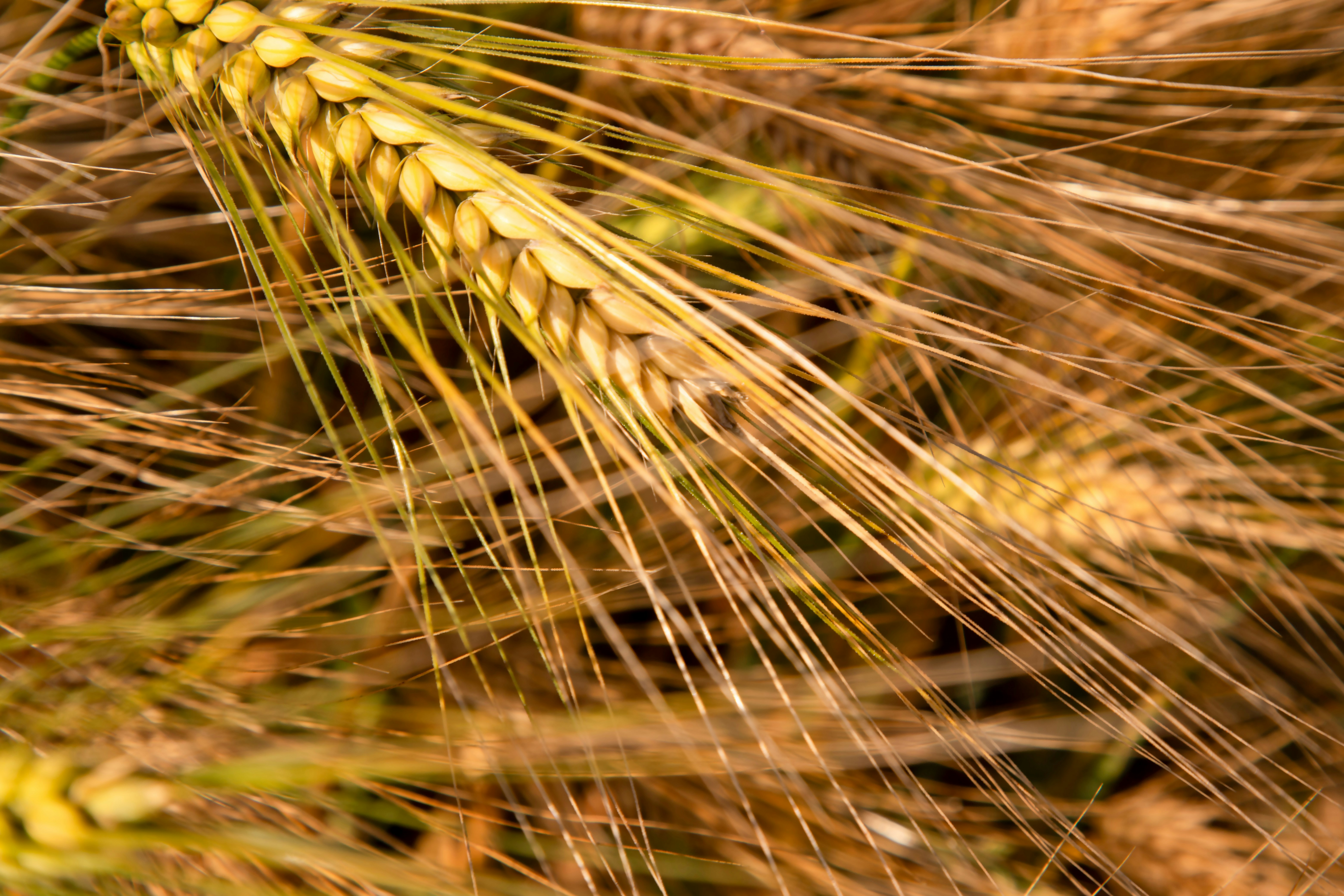 Wheat stalks are displayed in a close-up shot.