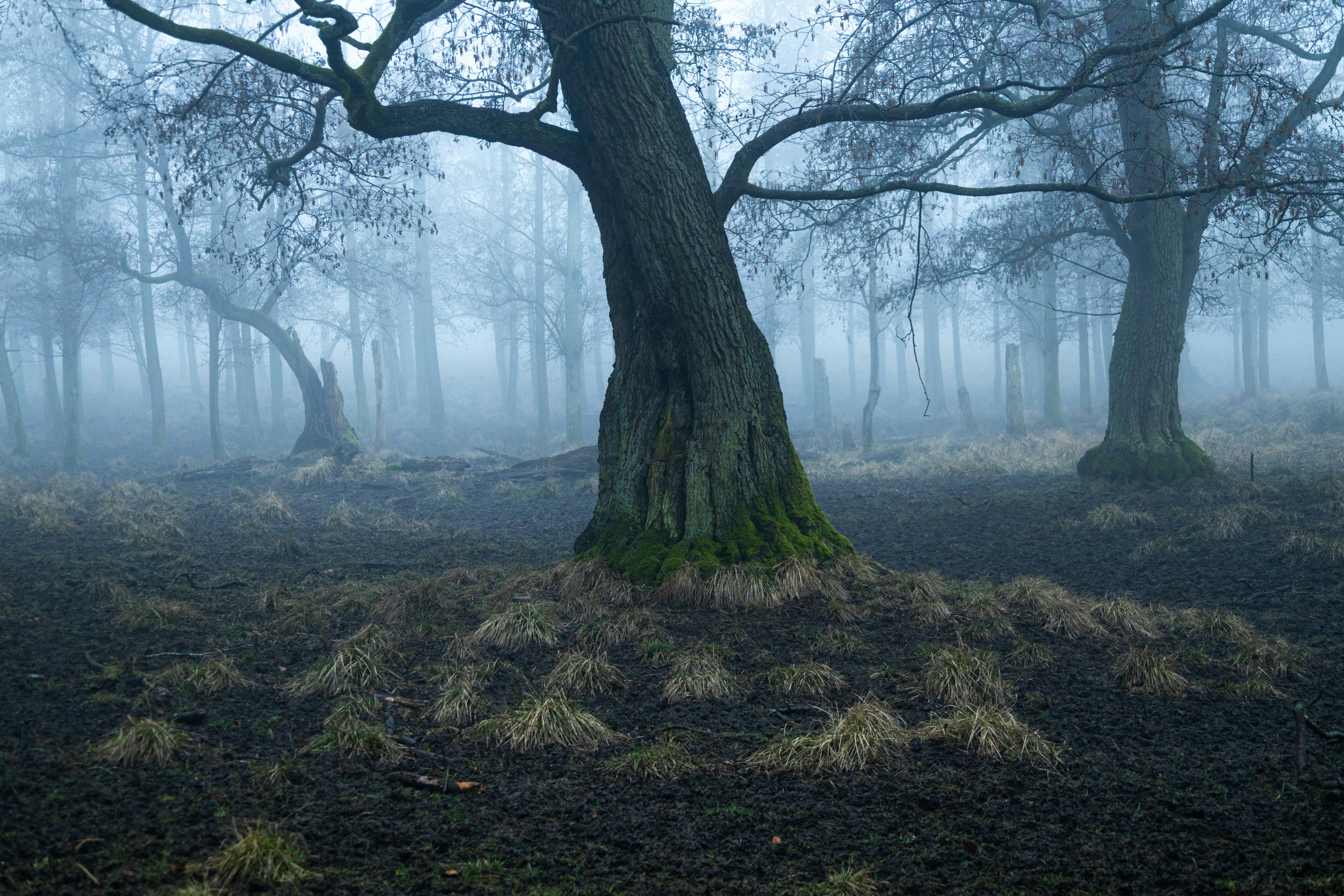 The Veiled Sentinel: A Moss-Covered Giant in a Fog-Washed Grove
