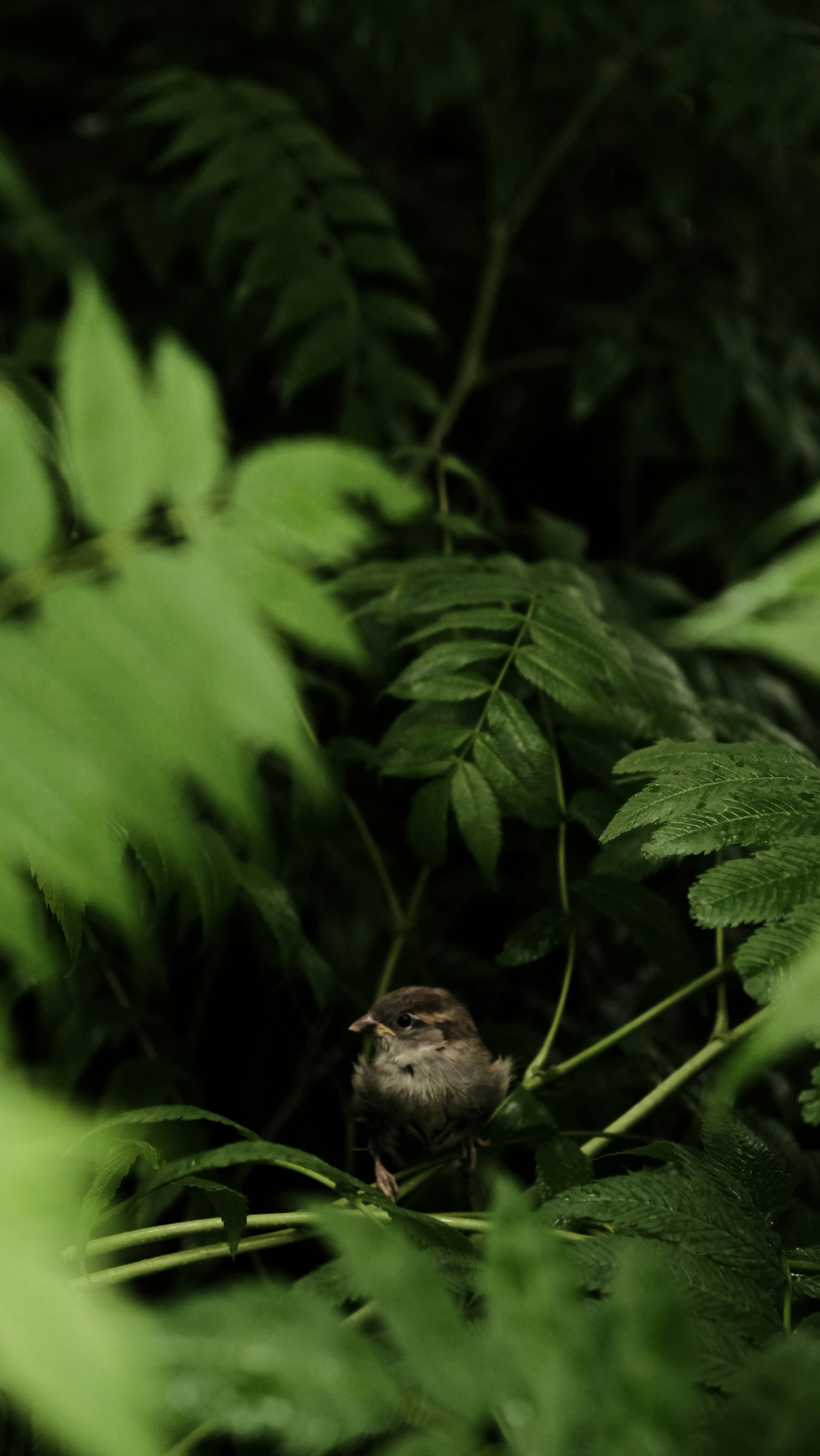 A Tiny Warbler in the Green Cathedral