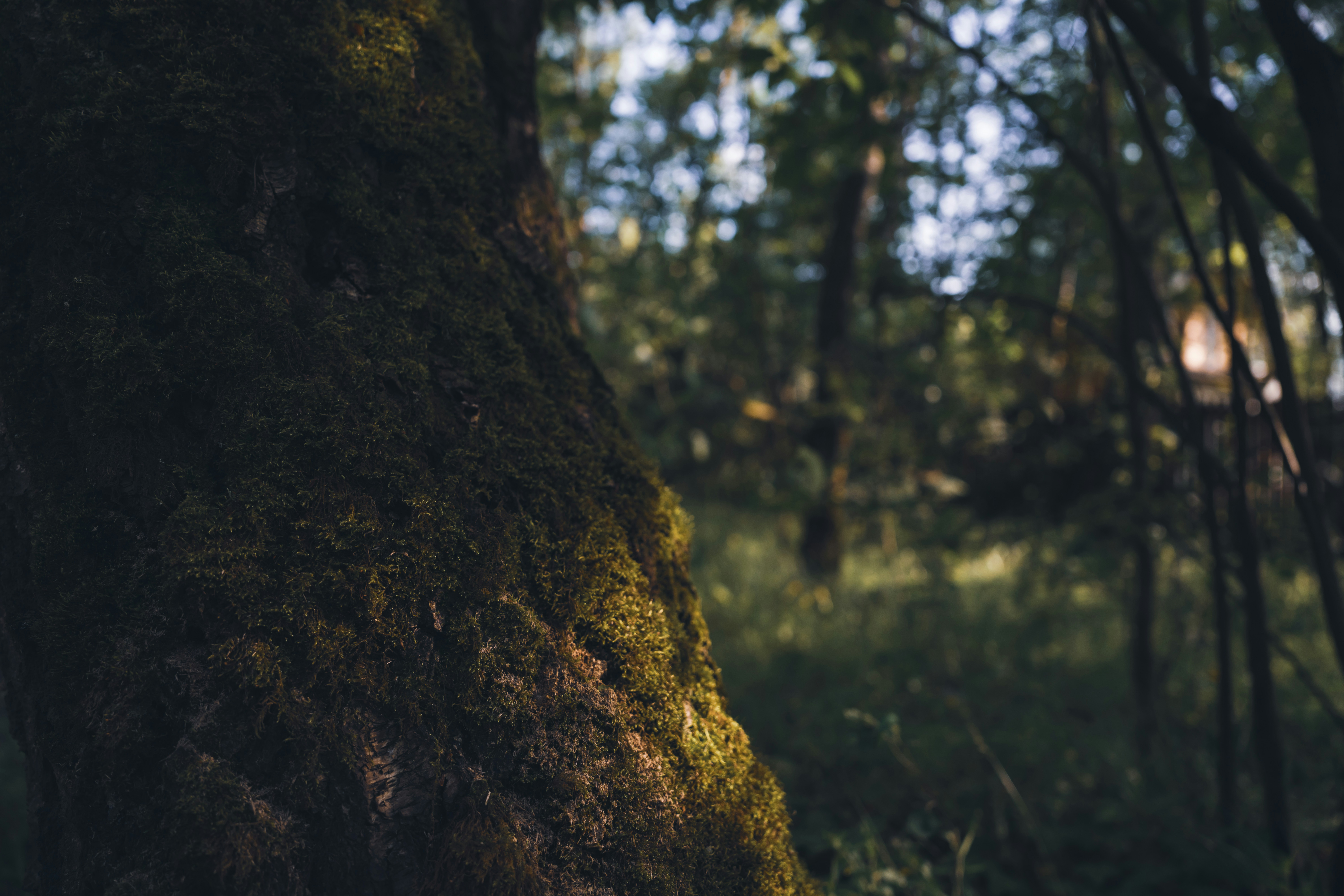 A mossy tree trunk in a peaceful forest. photo – Free Forest Image on ...