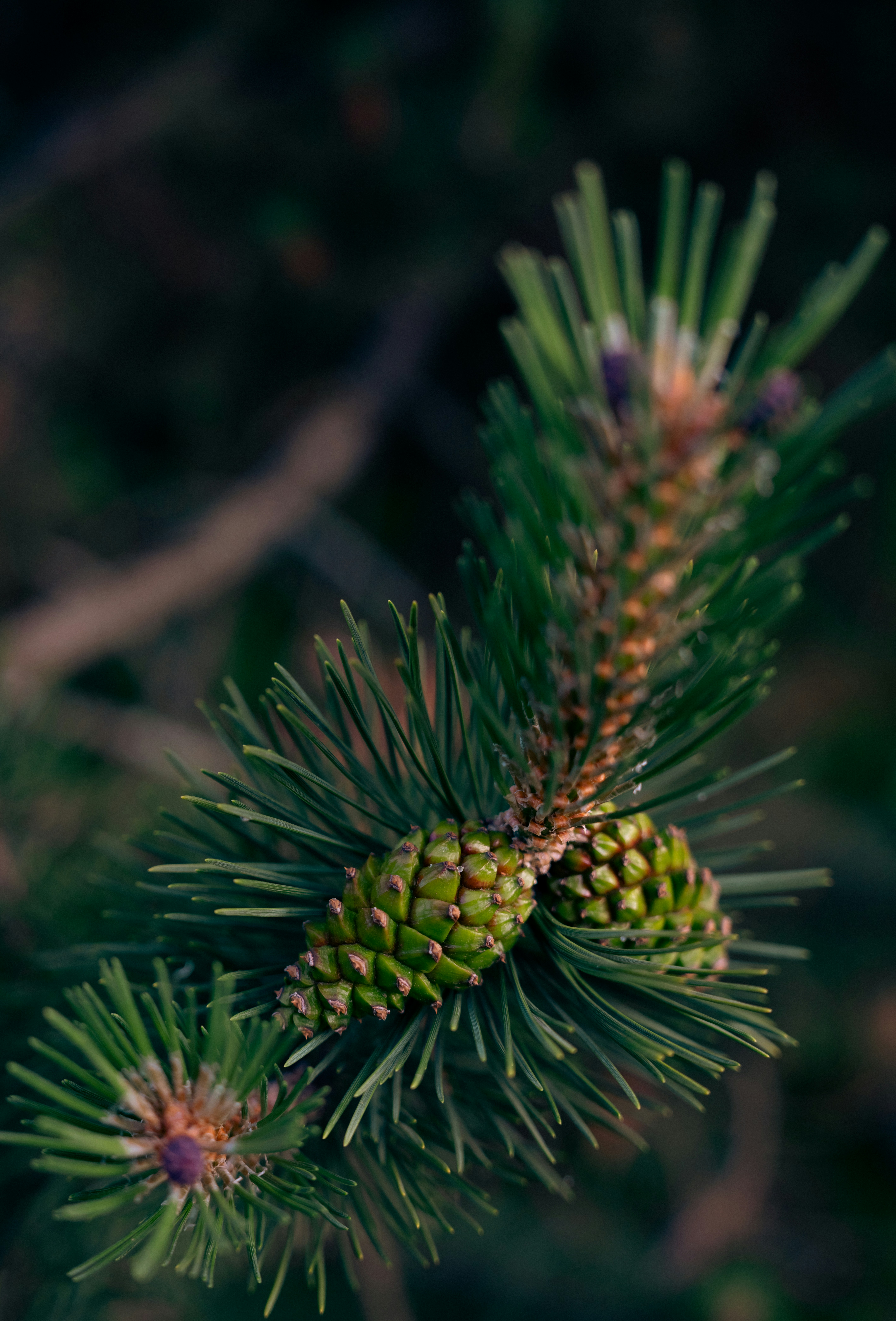 Pine cones and needles are shown in this image.